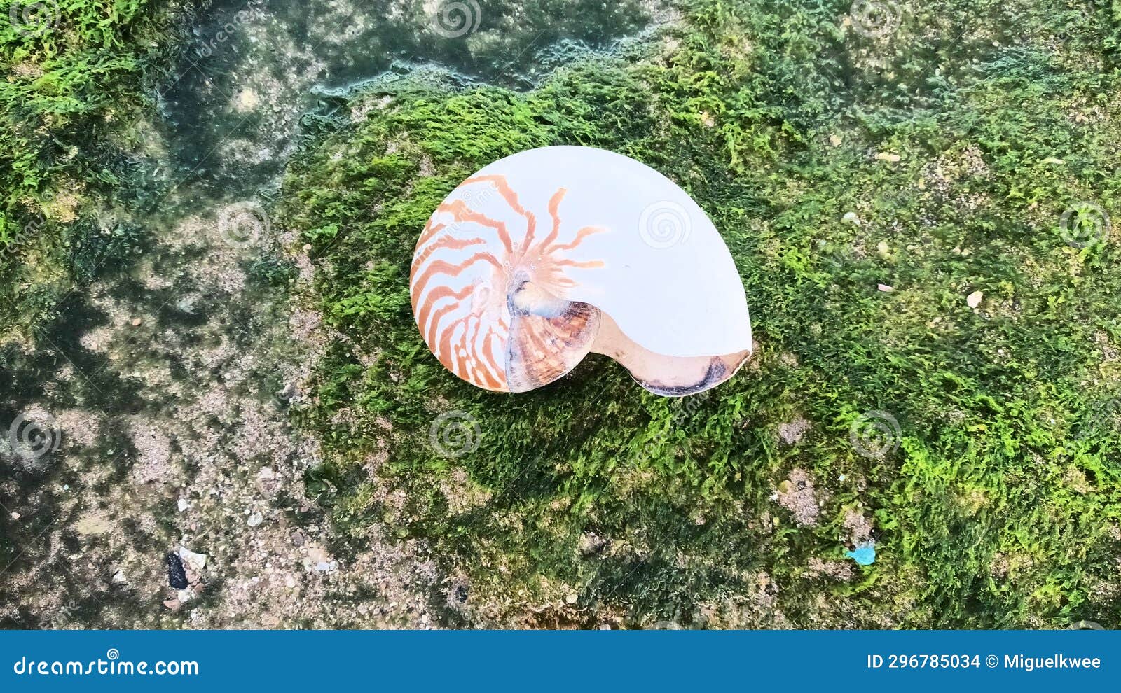 Nautilus Shell Washed on the Beach Stock Photo - Image of outdoor ...