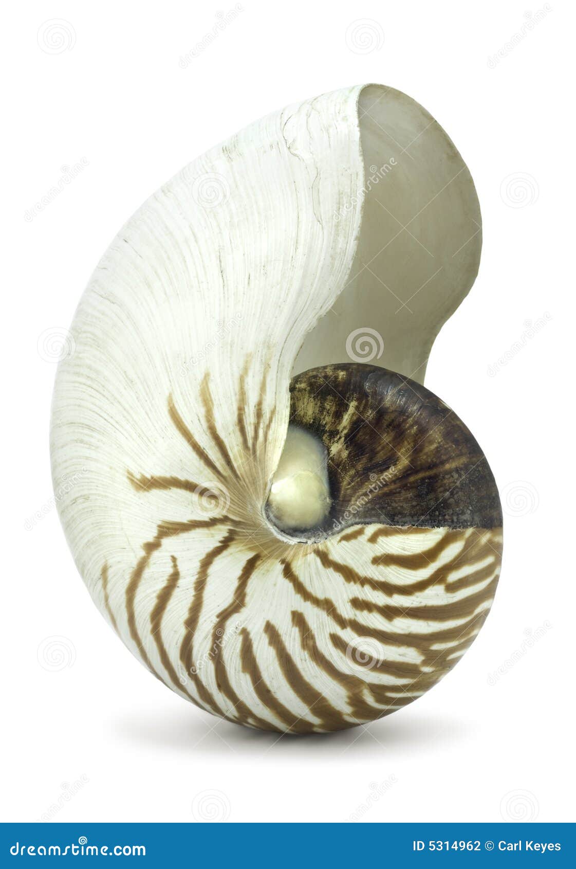 Nautilus Shell on White stock photo. Image of isolated - 5314962