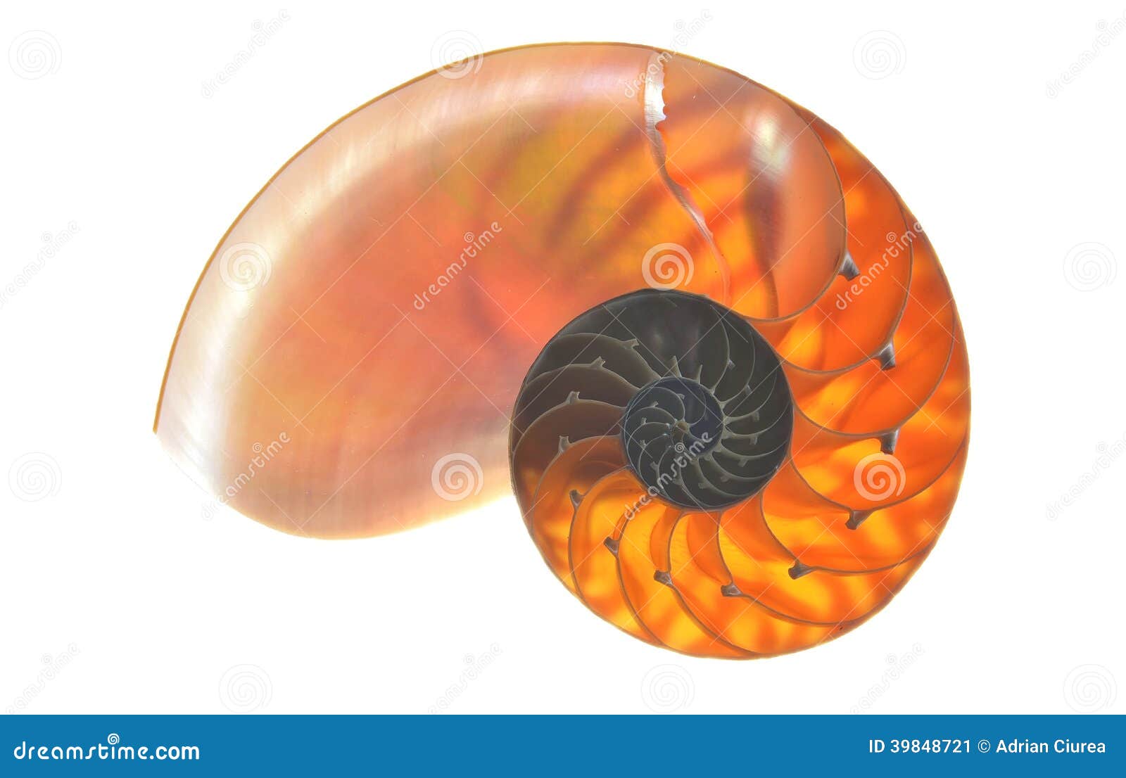 Nautilus shell stock image. Image of perfection, abstract - 39848721