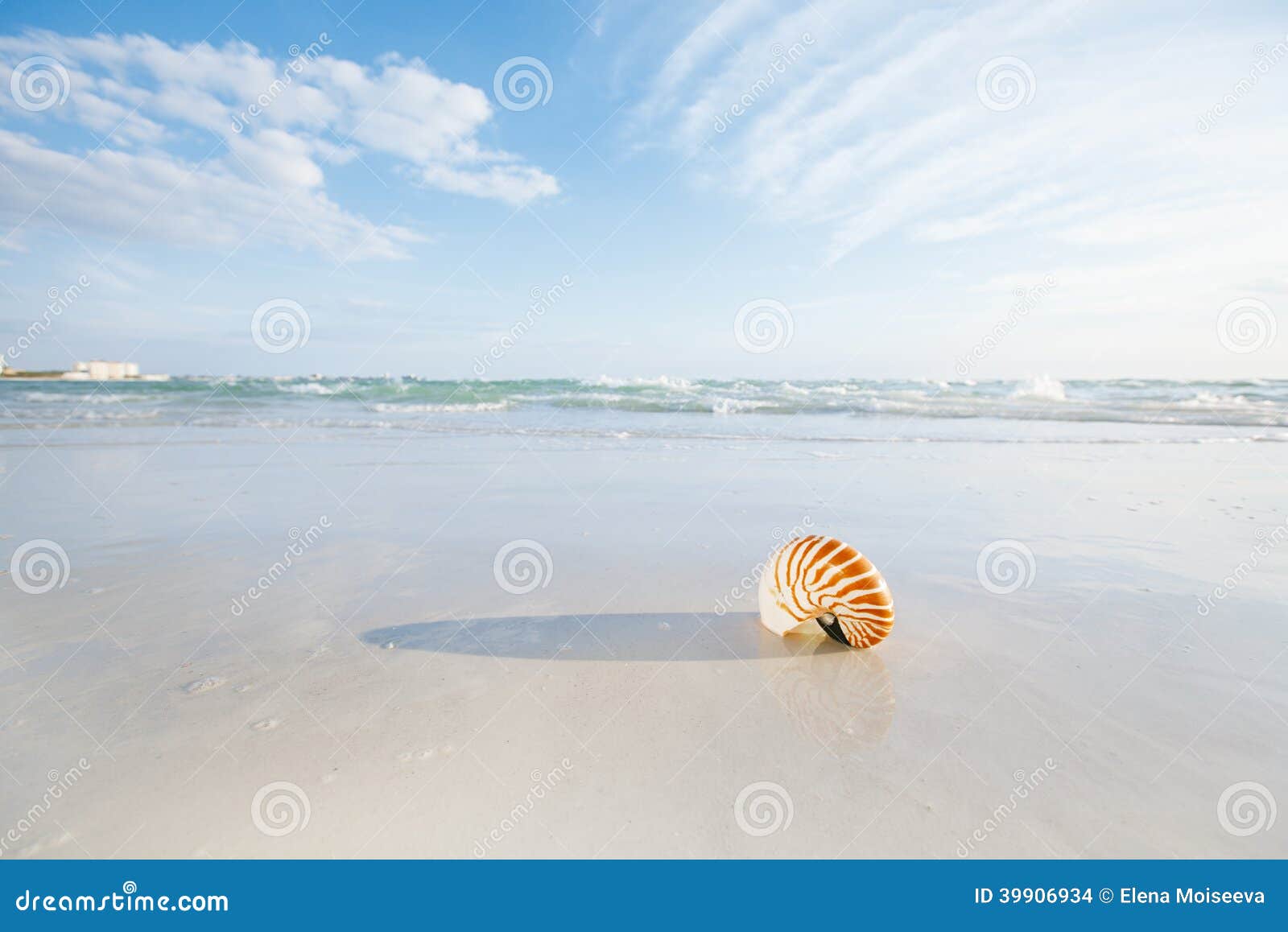 Nautilus Shell On White Florida Beach Sand Under The Sun Light Royalty ...