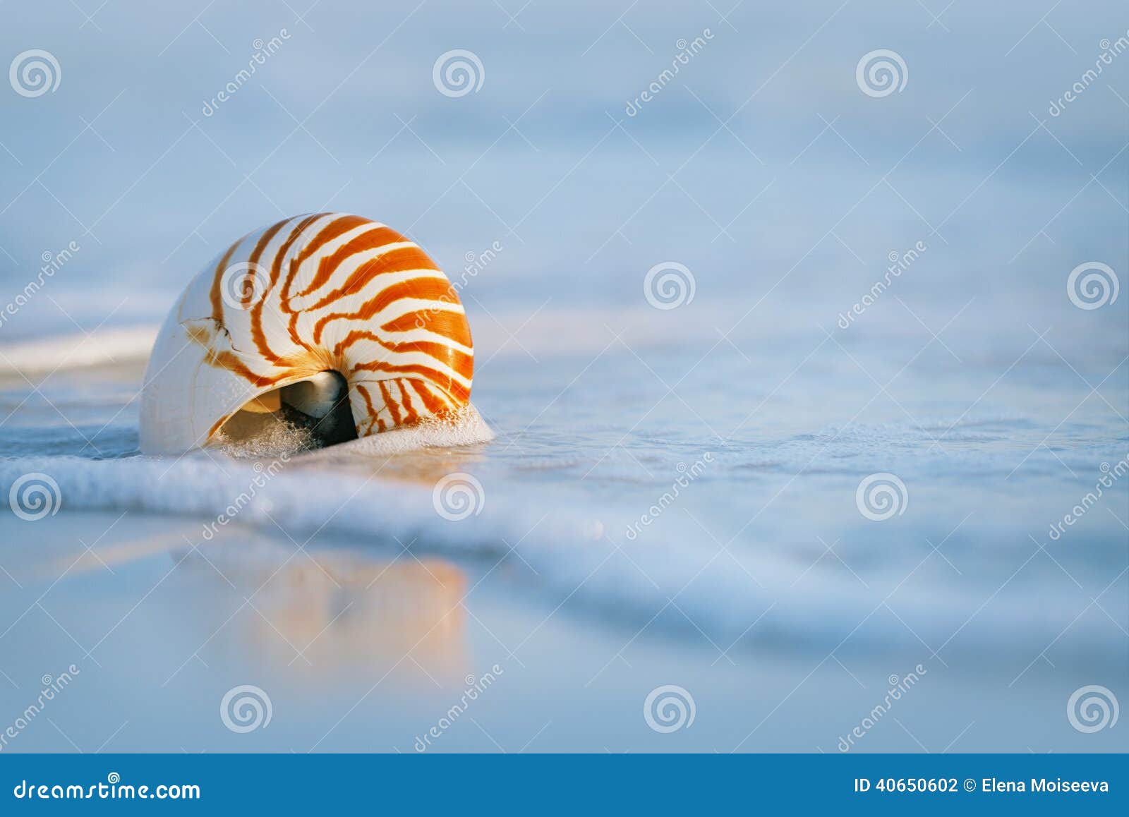 Nautilus Shell On White Florida Beach Sand Under The Sun Light Stock ...
