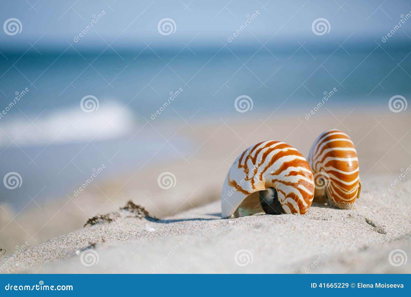 Nautilus Shell on White Florida Beach Sand Stock Image - Image of ...