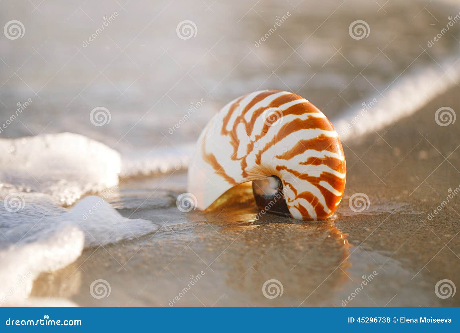 Nautilus Shell On White Florida Beach Sand Under The Sun Light Stock ...