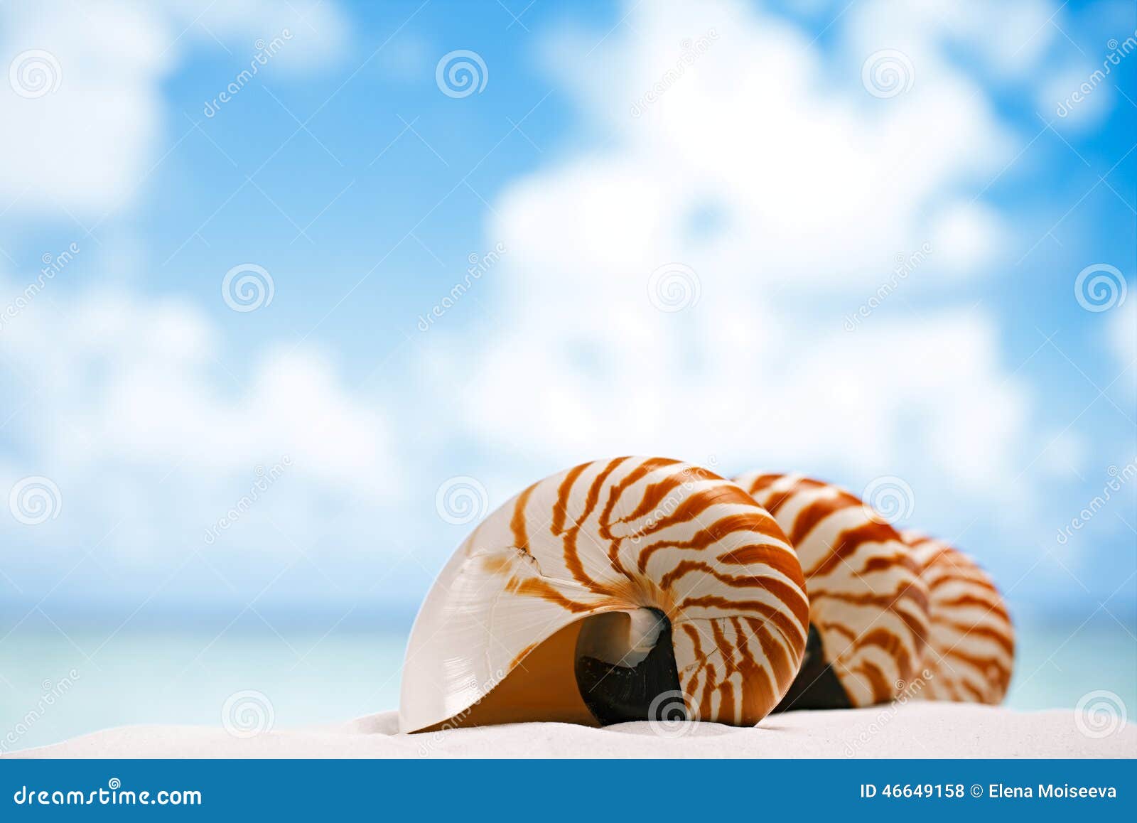 Nautilus Shell on White Florida Beach Sand Under the Sun Light Stock ...