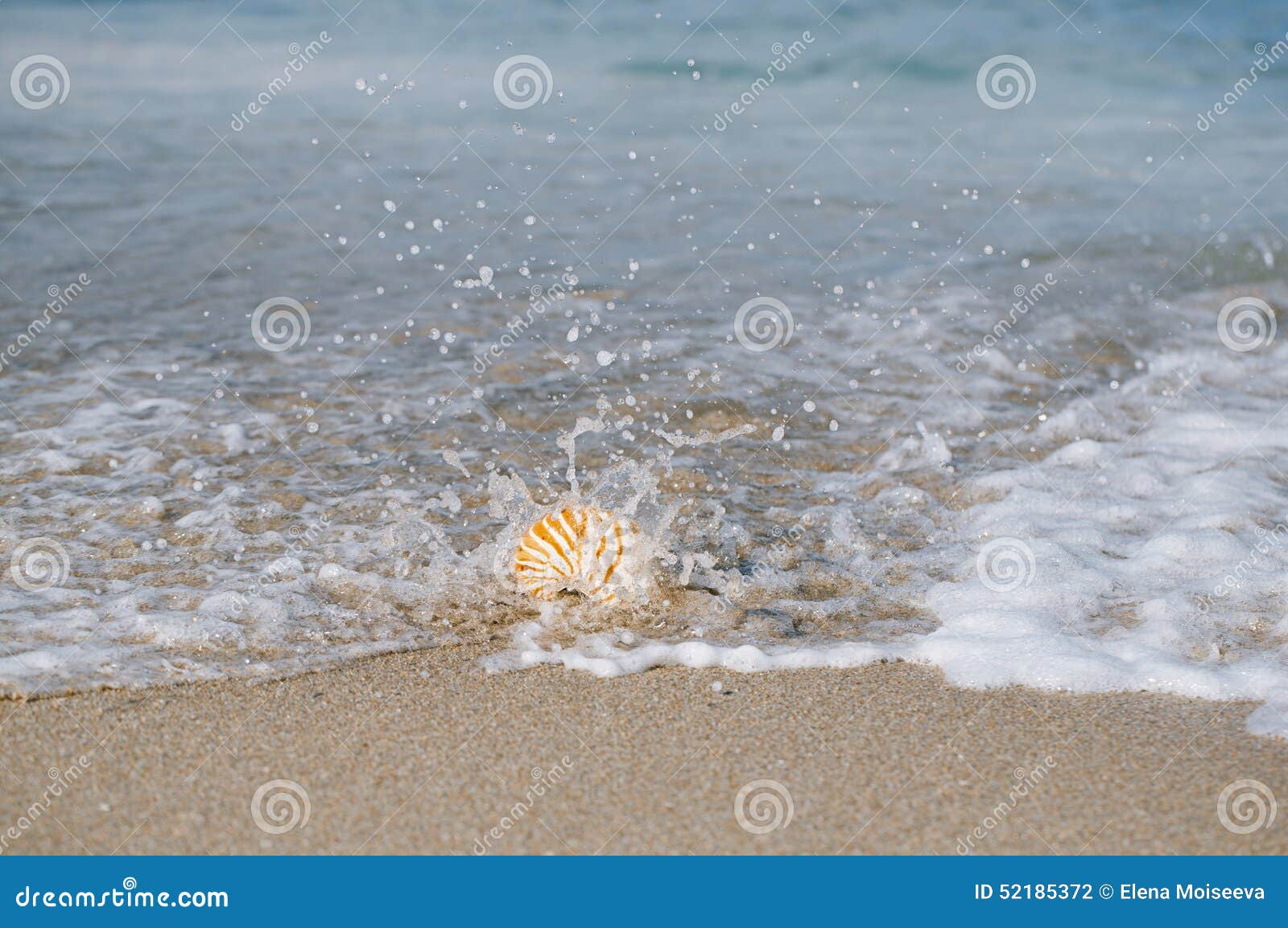 Nautilus Shell on White Florida Beach Sand Under the Sun Light Stock ...