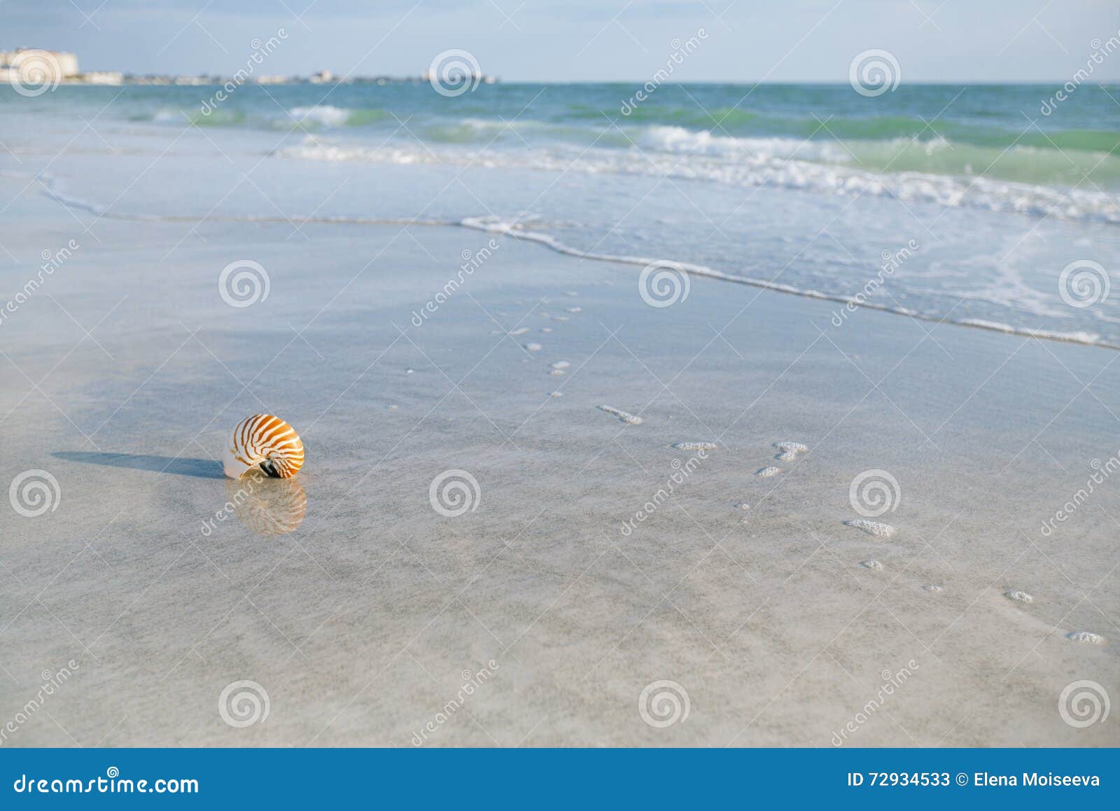 Nautilus Shell on White Florida Beach Sand Under the Sun Light Stock ...