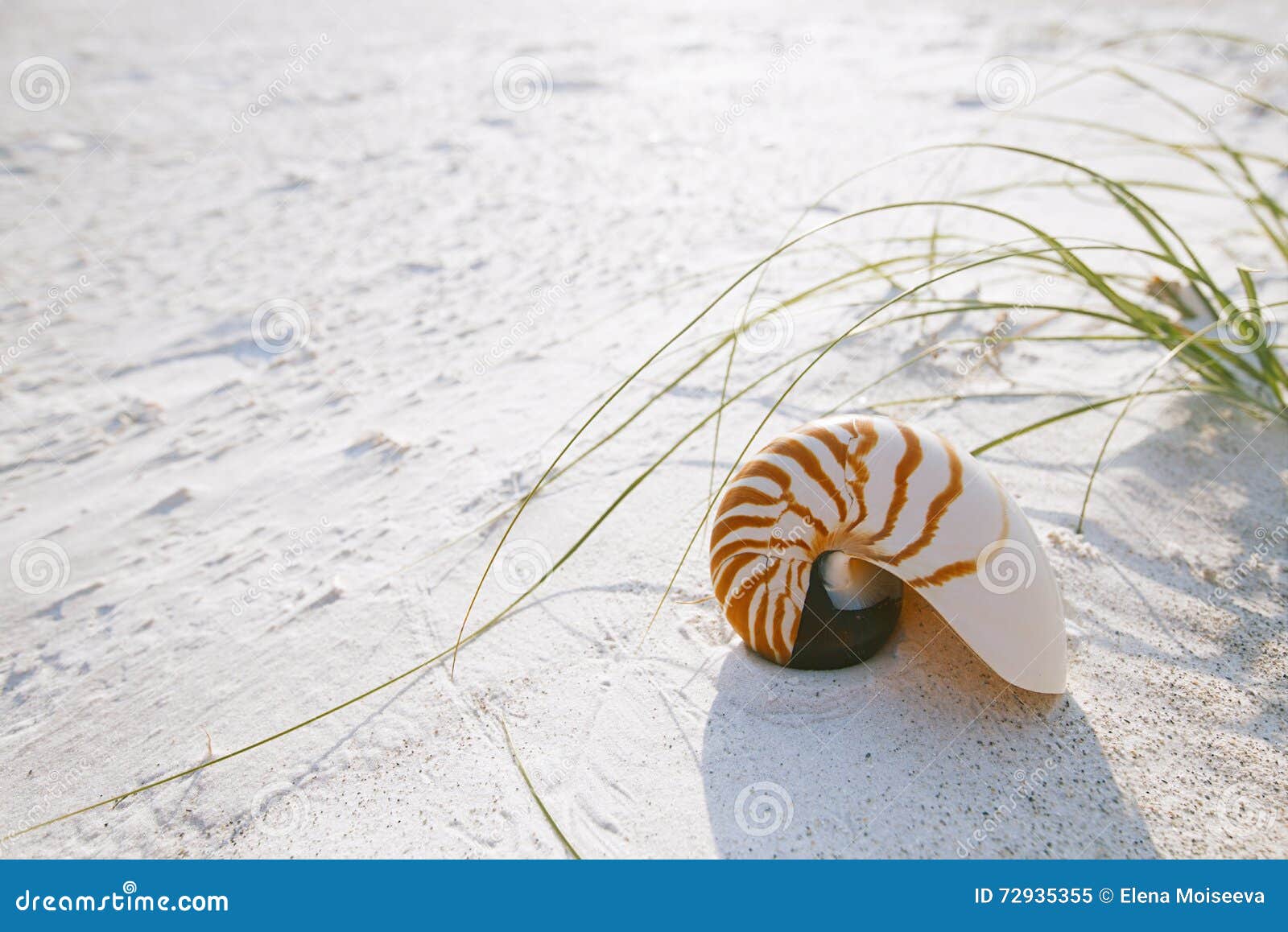 Nautilus Shell on White Florida Beach Sand Under the Sun Light Stock ...
