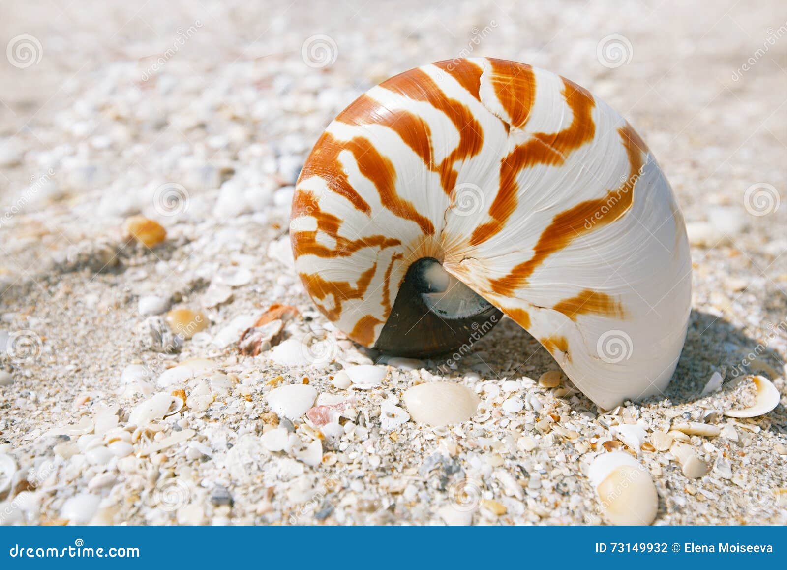 Nautilus Shell on White Florida Beach Sand Under the Sun Light Stock ...