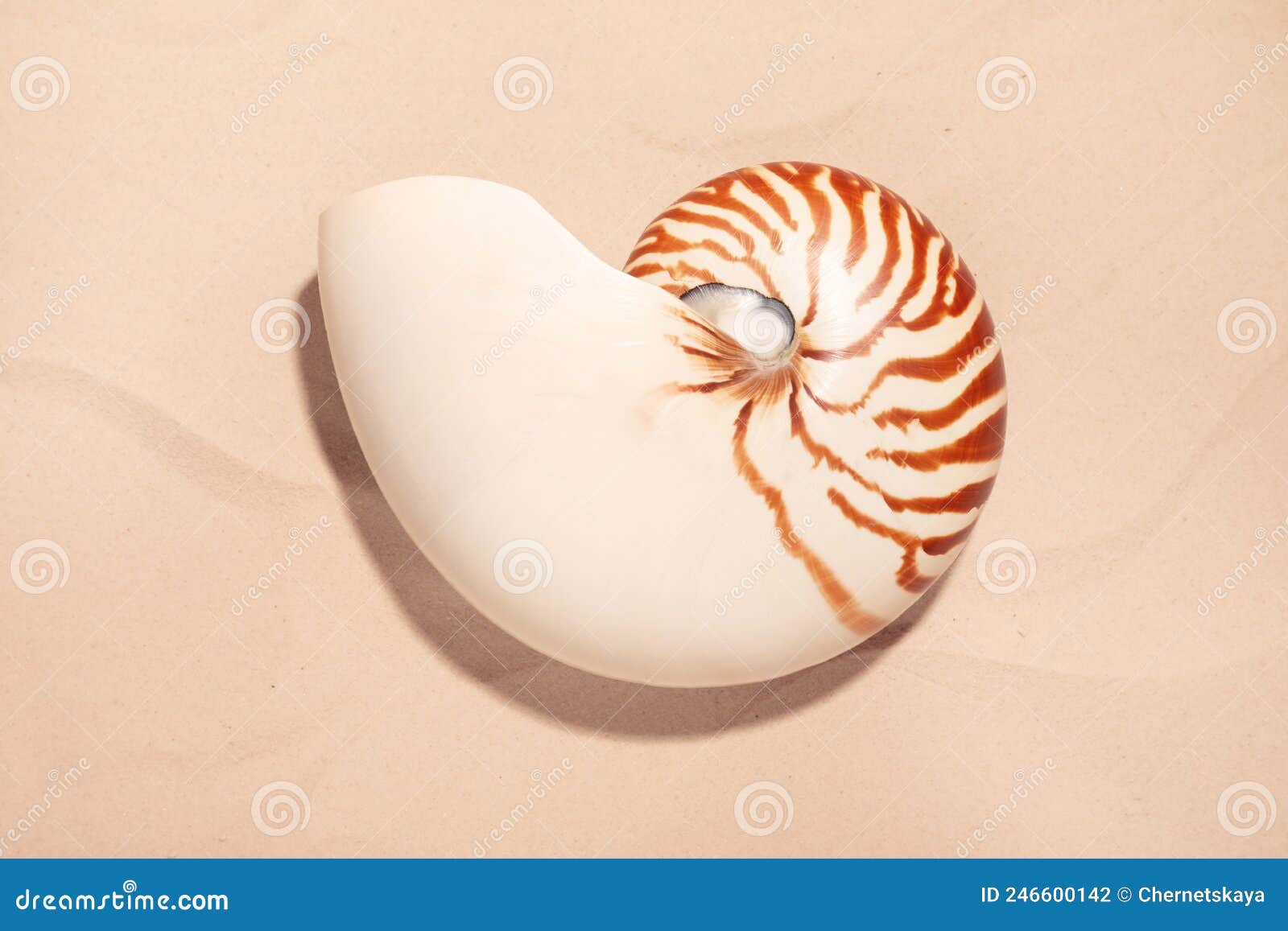 Nautilus Shell on White Sand, Top View Stock Photo - Image of nautili ...