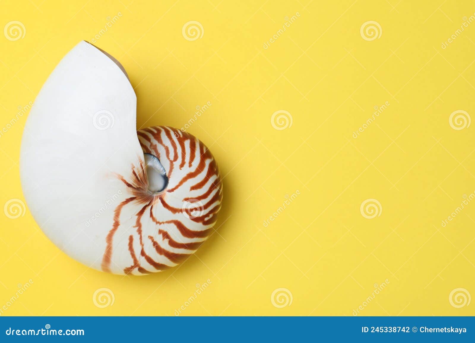 Nautilus Shell on Yellow Background, Top View. Space for Text Stock ...