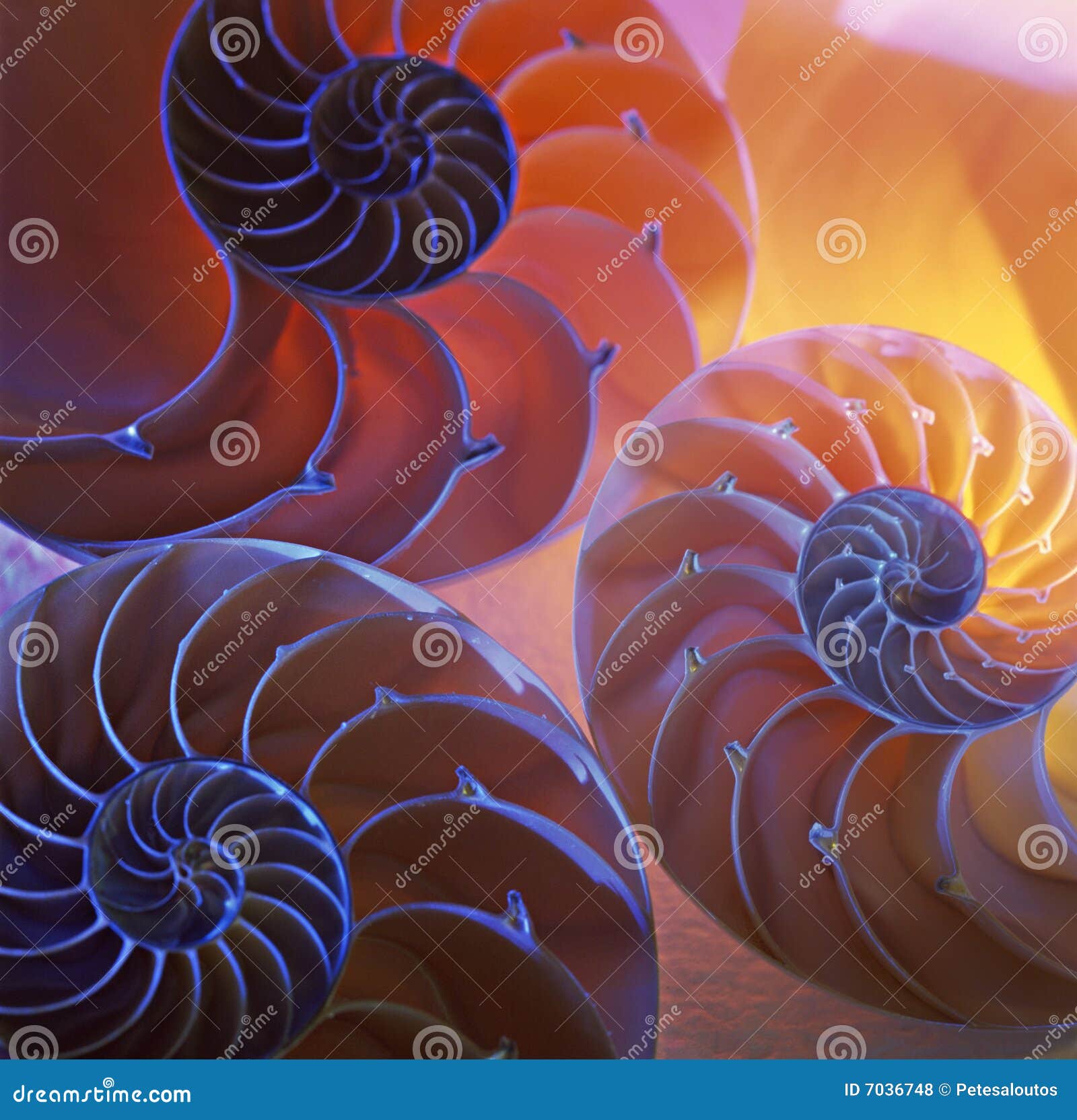 Nautilus shells stock photo. Image of triple, mollusk - 7036748