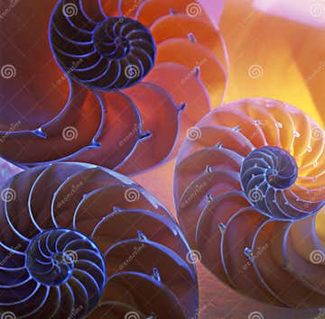 Nautilus shells stock photo. Image of triple, mollusk - 7036748