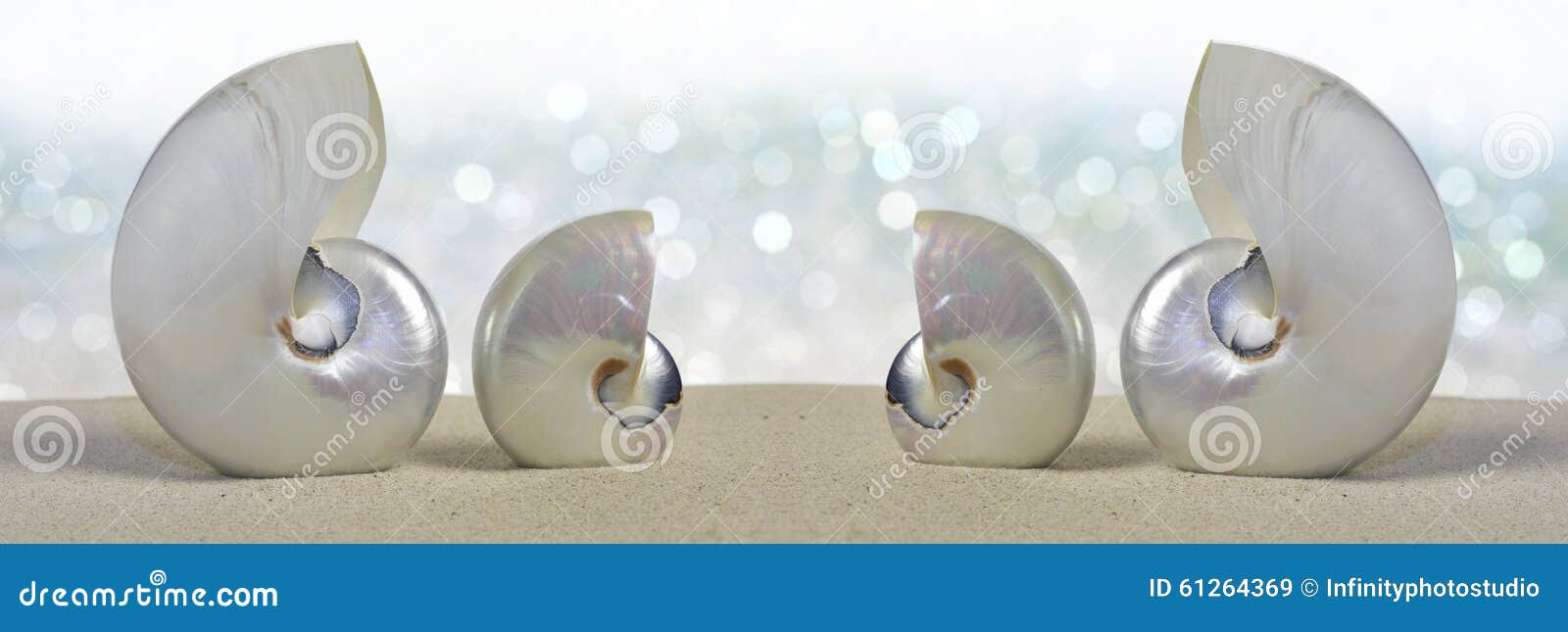 Nautilus shells stock image. Image of spiral, soft, sunrise - 61264369