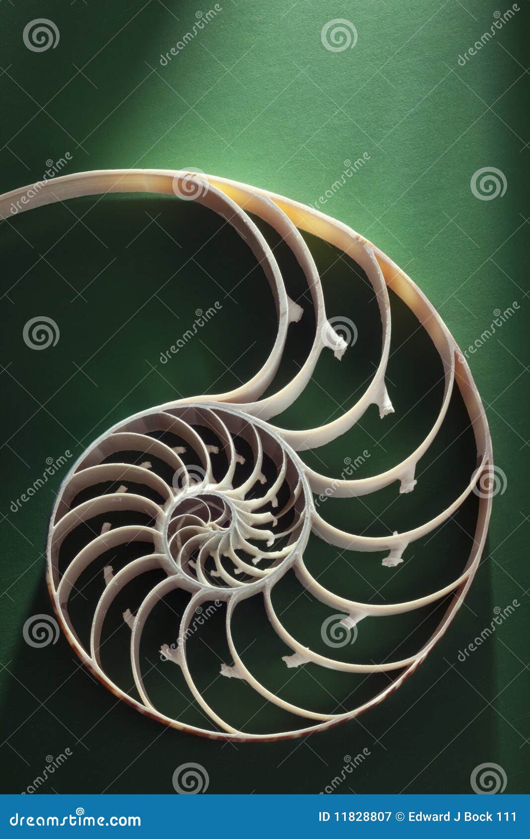 Nautilus Spiral Shell Section Stock Image - Image of graphic, concept ...