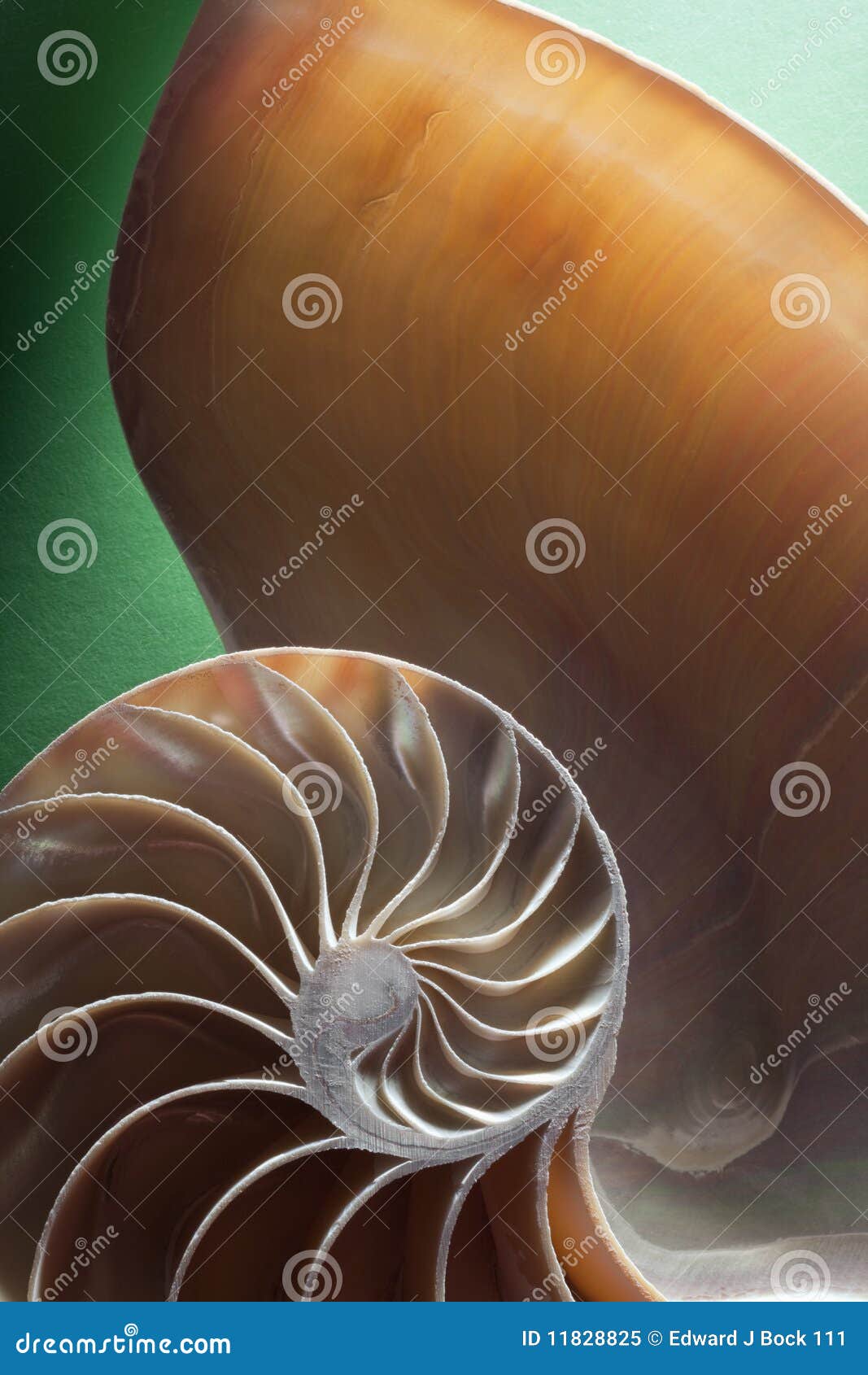 Nautilus Spiral Shell Section Stock Image - Image of evolution ...