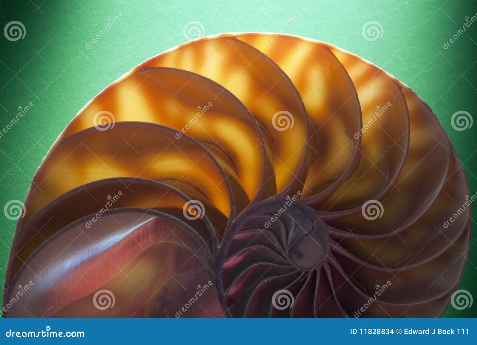 Nautilus Spiral Shell Section Stock Photo - Image of invertebrate ...