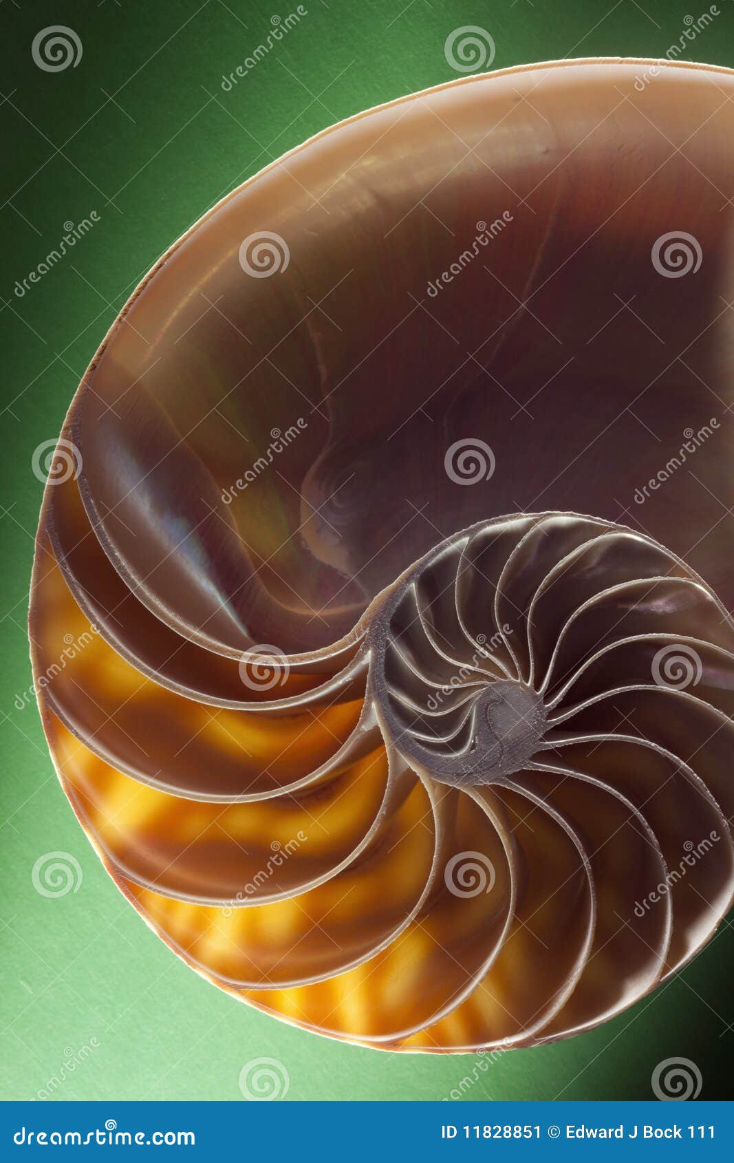 Nautilus Spiral Shell Section Stock Image - Image of design, copy: 11828851