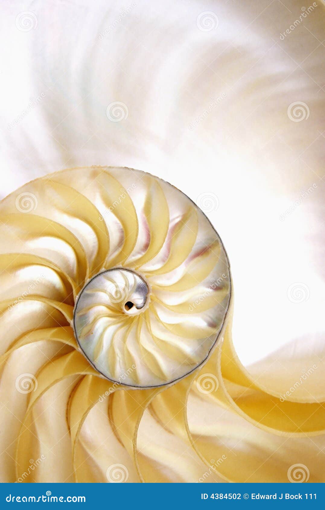 Nautilus Spiral Shell Section Stock Photo - Image of curl, biology: 4384502