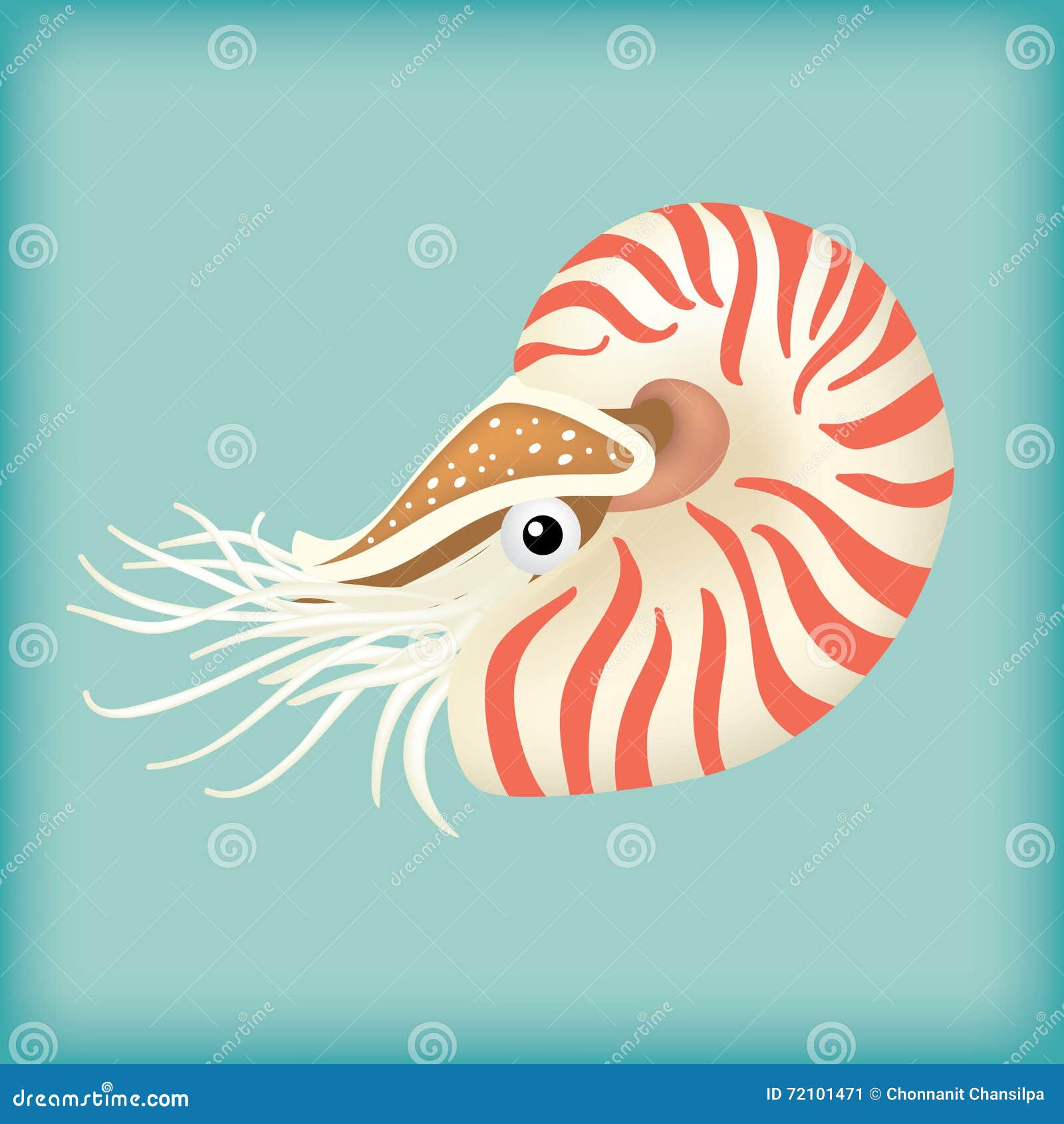Nautilus vector stock vector. Illustration of fish, seashell - 72101471