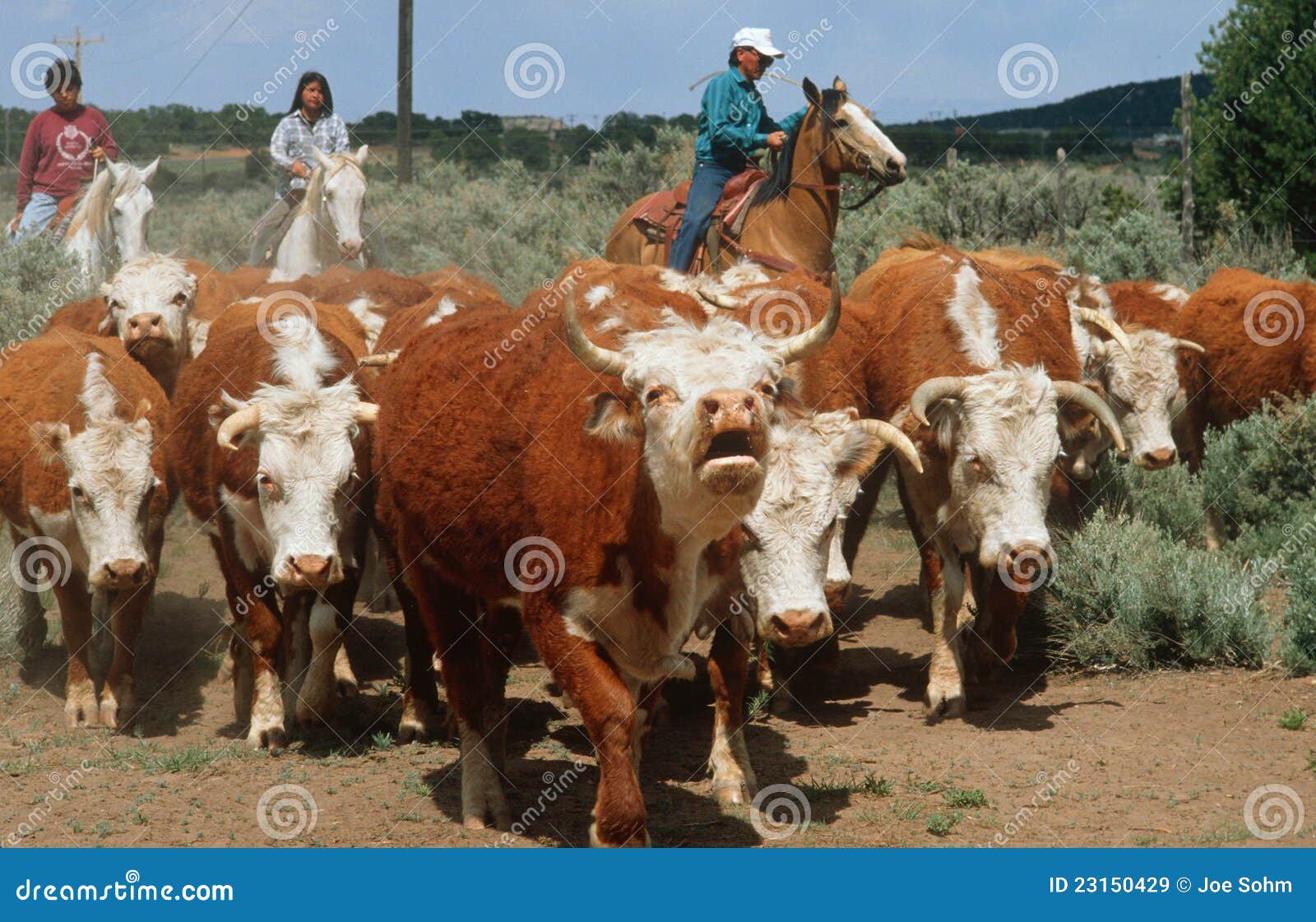 Navajo Family Herding Cattle Editorial Stock Image - Image of equus ...