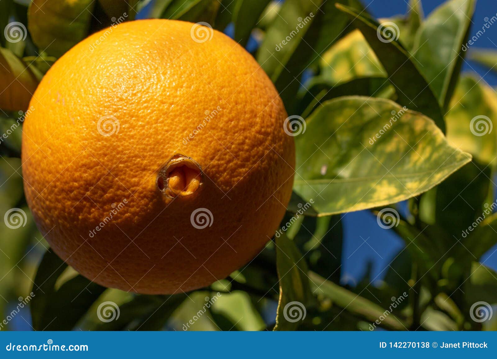 Naval orange on the tree stock photo. Image of leaves - 142270138