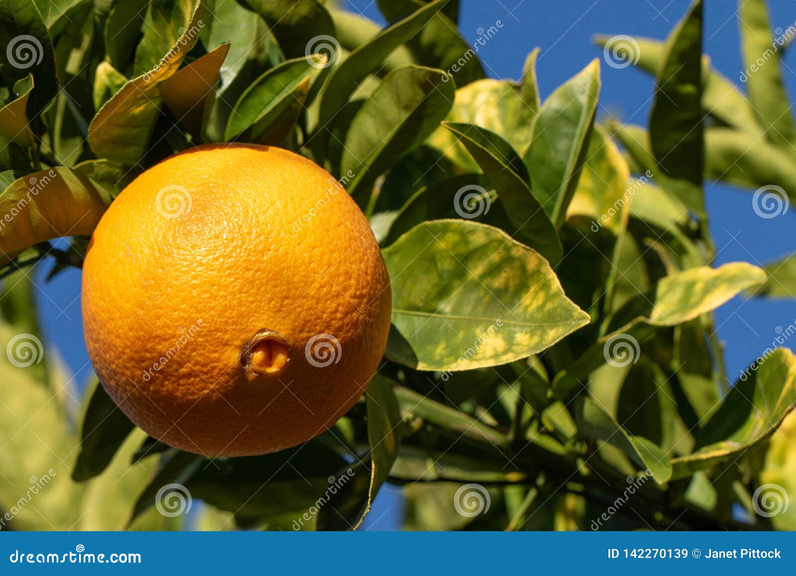Naval orange on the tree stock image. Image of dramatic - 142270139