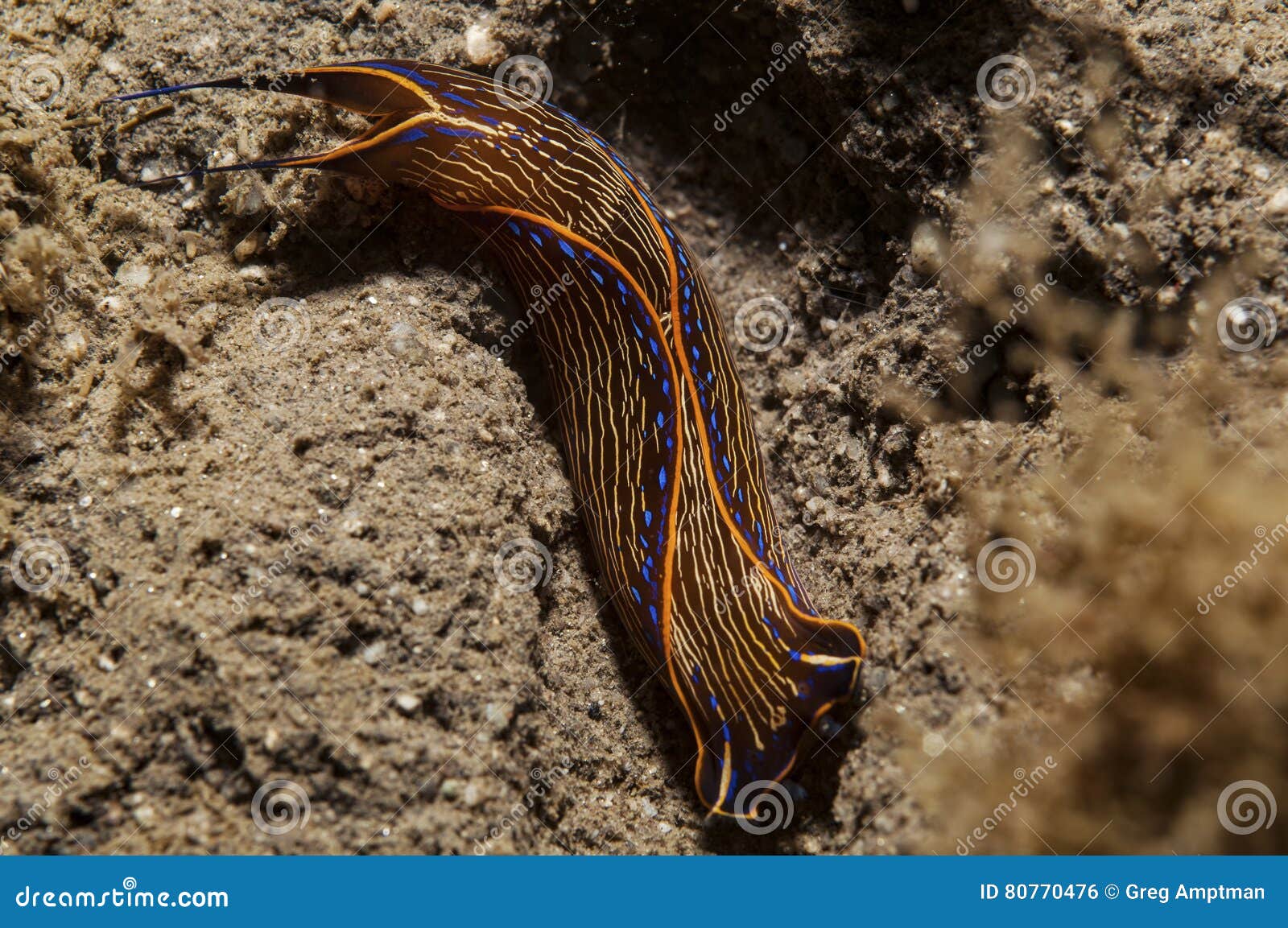 Navanax stock photo. Image of bottom, canyon, ocean, scuba - 80770476