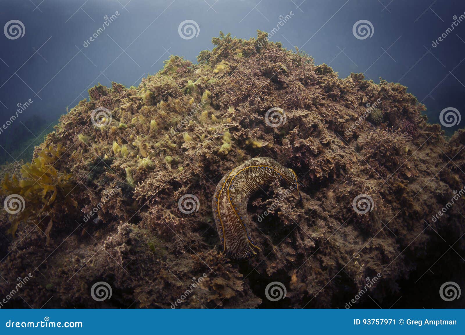 Navanax stock image. Image of marine, seaslug, underwater - 93757971