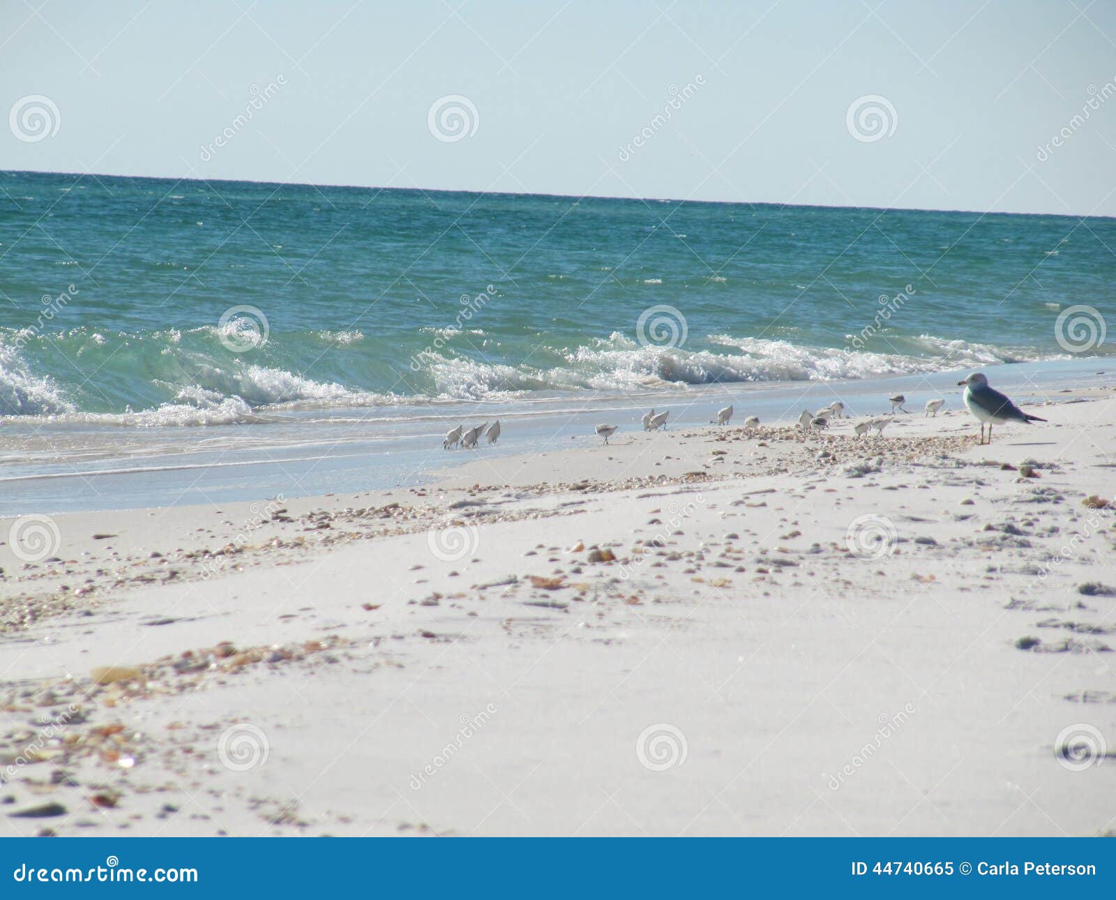 Navarre Beach stock image. Image of navarre, shells, blue - 44740665