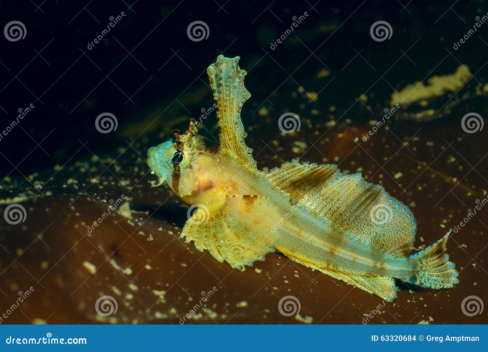 Navegue la pez de la aleta foto de archivo. Imagen de marina - 63320684