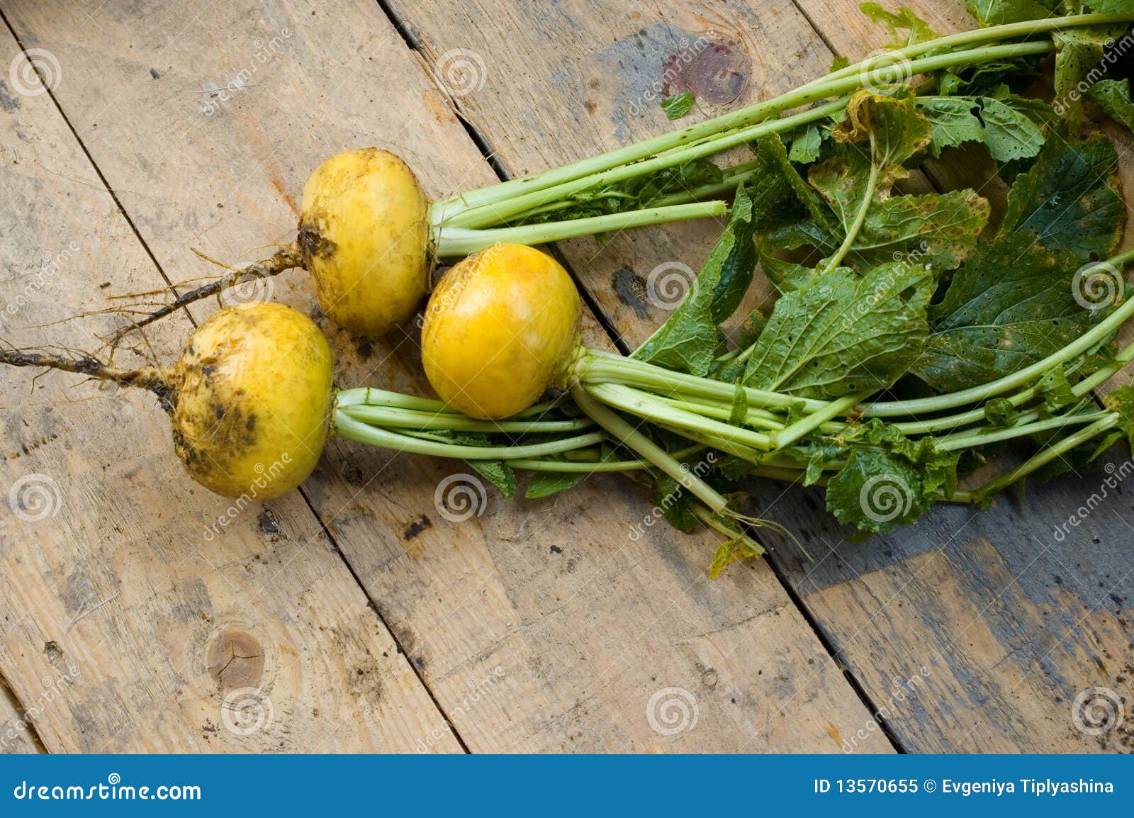 Navet image stock. Image du jaune, lames, été, légumes - 13570655