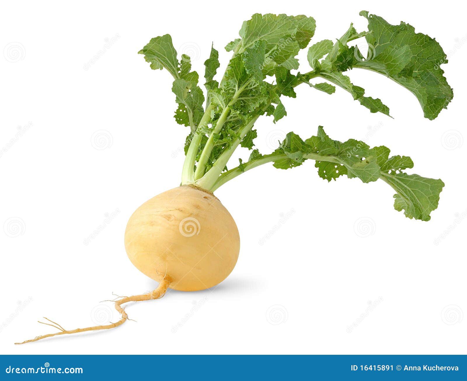 Navet image stock. Image du blanc, végétarien, juteux - 16415891