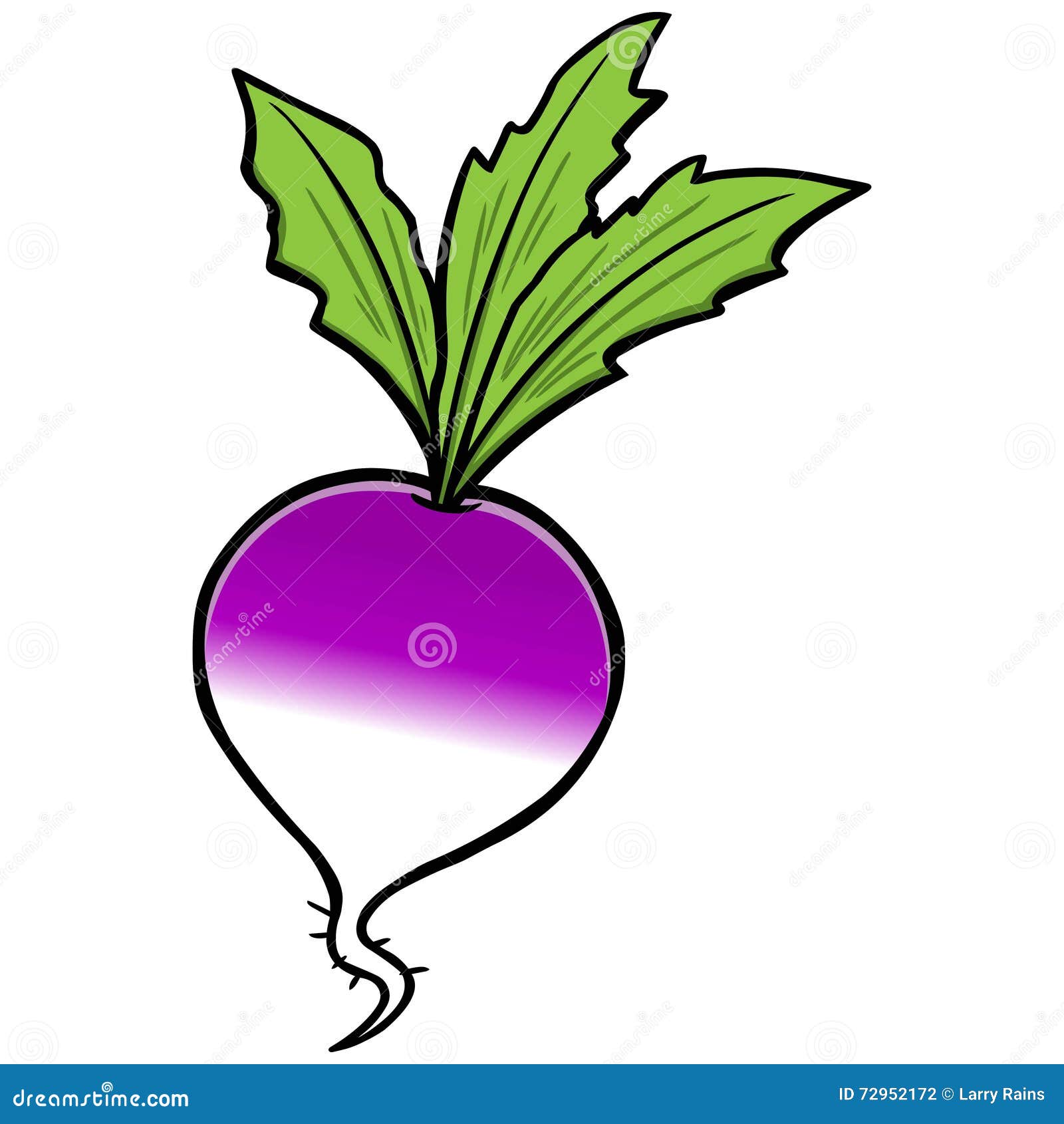 Navet illustration de vecteur. Illustration du navet - 72952172
