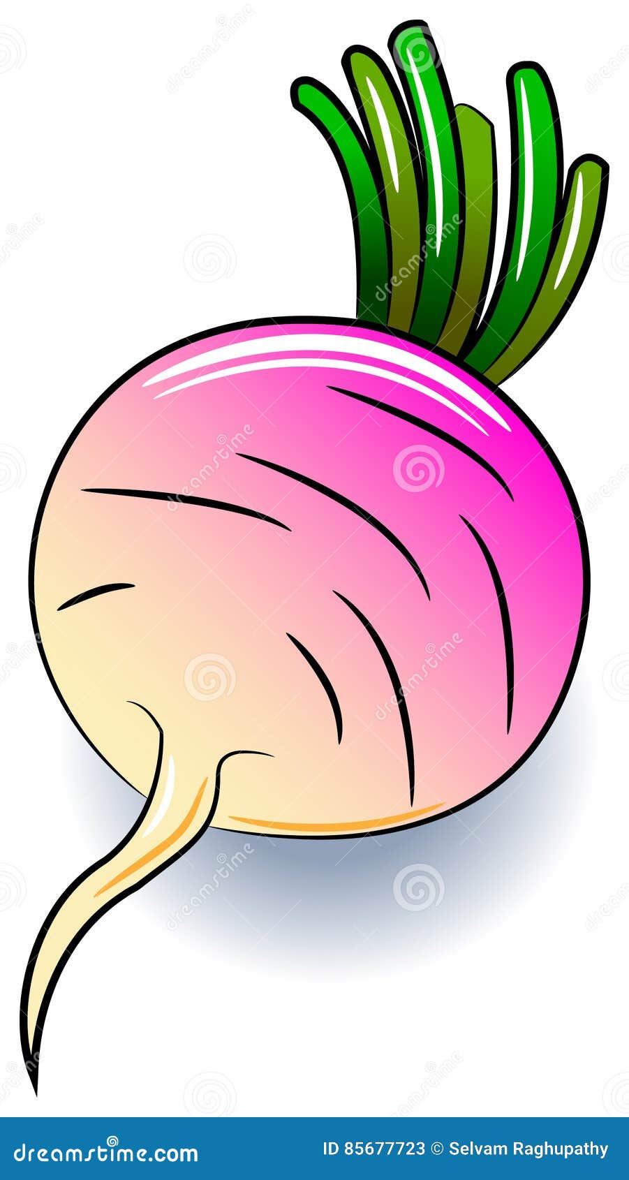 Navet Stock Illustrations, Vecteurs, & Clipart – (3,908 Stock ...