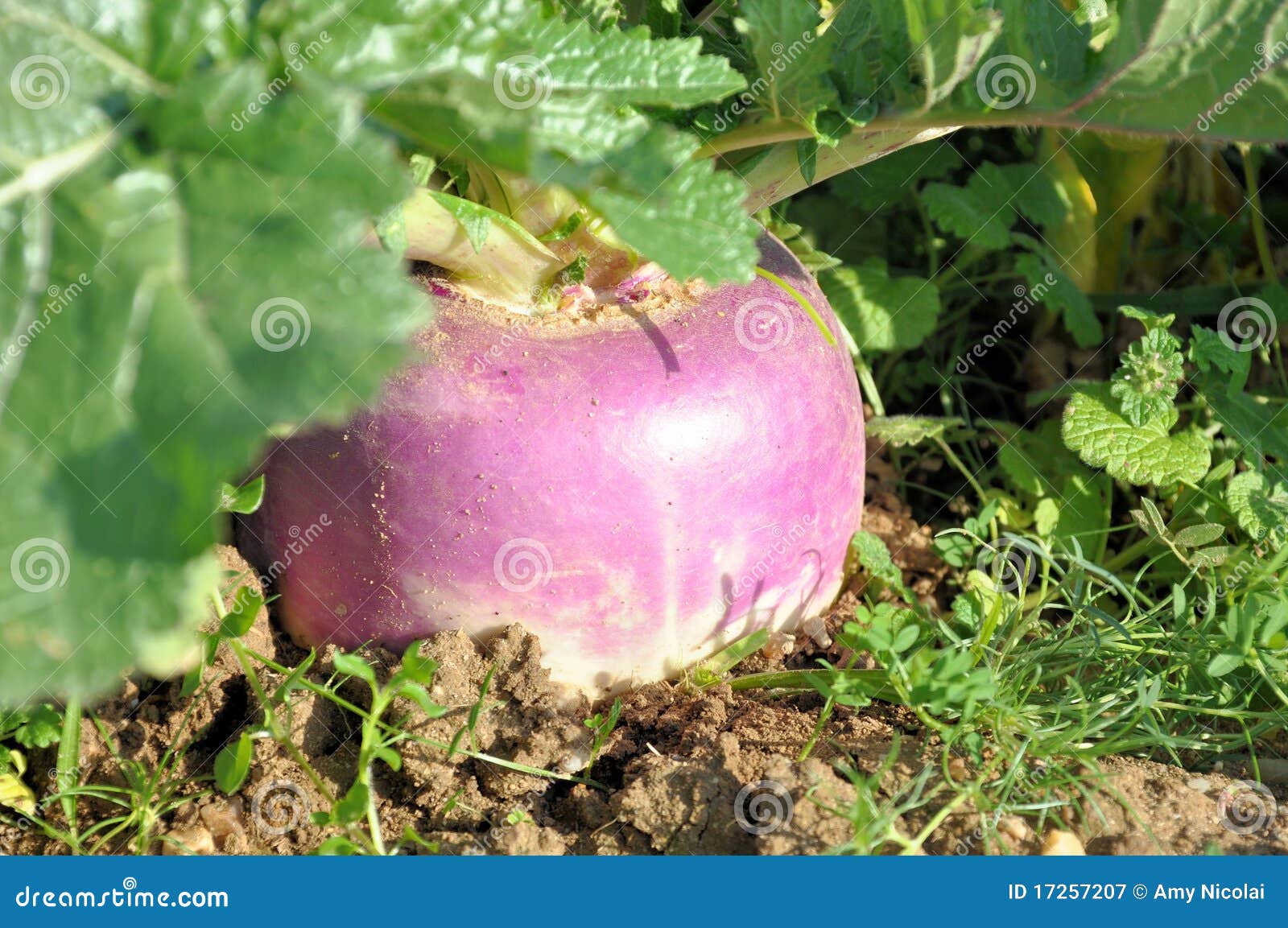 Navet dans le jardin image stock. Image du navet, rose - 17257207