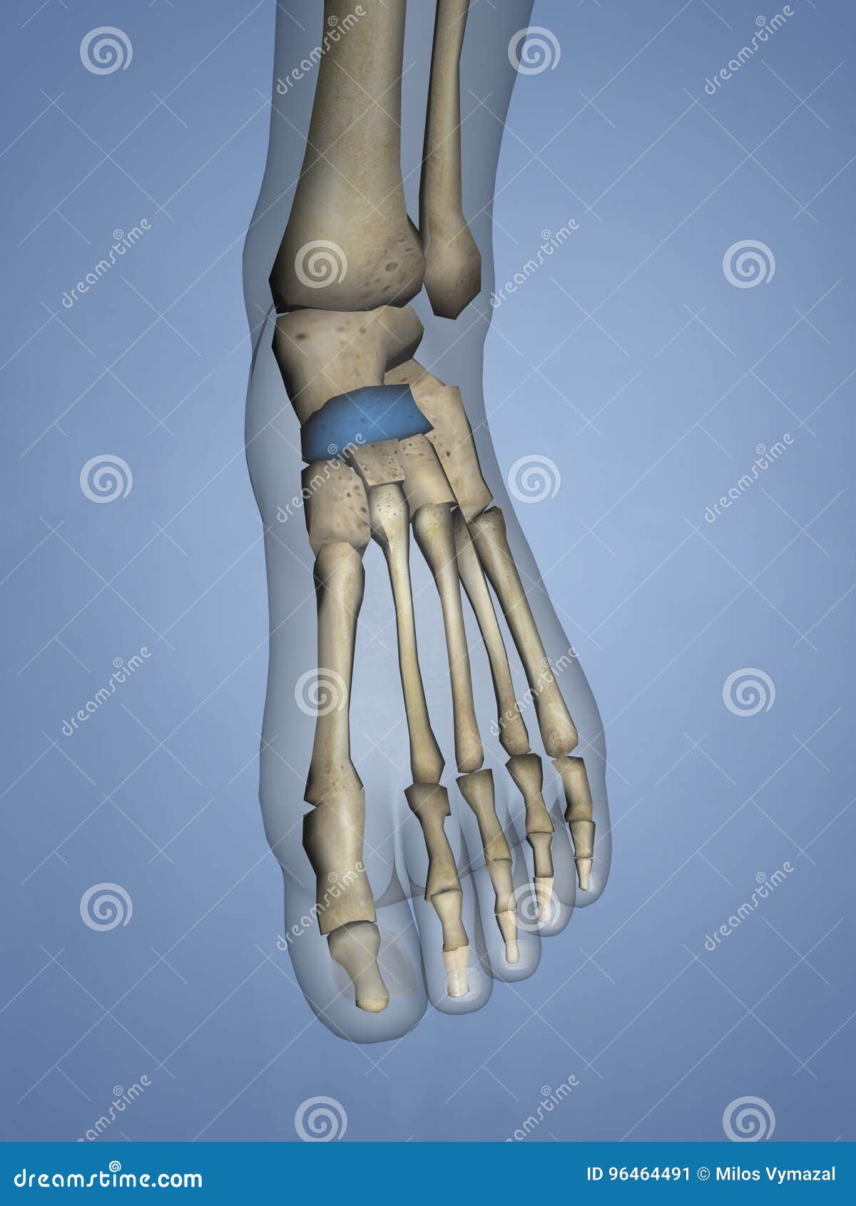 Navicular Bone, 3D Model stock illustration. Illustration of tarsal ...