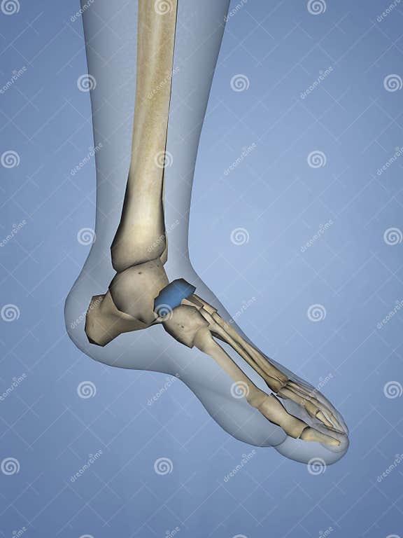 Navicular Bone, 3D Model stock illustration. Illustration of anatomy ...