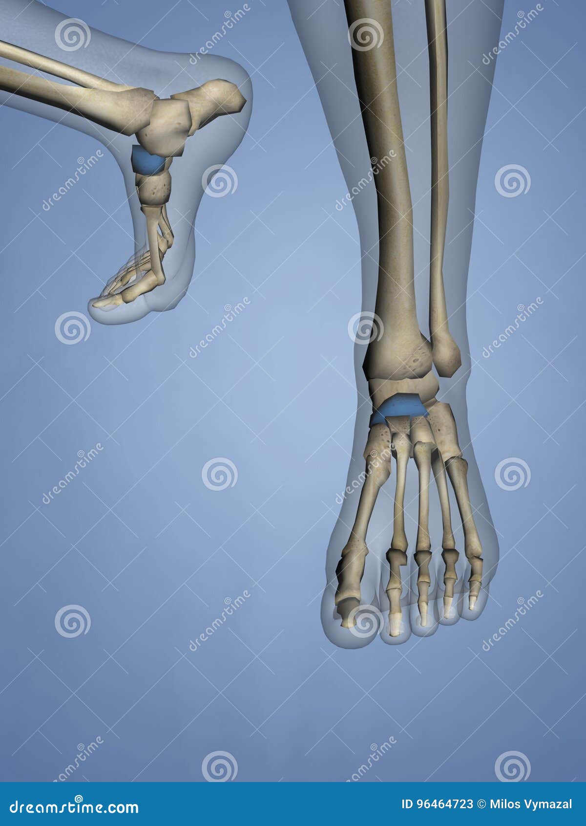 Navicular Bone, 3D Model stock illustration. Illustration of human ...