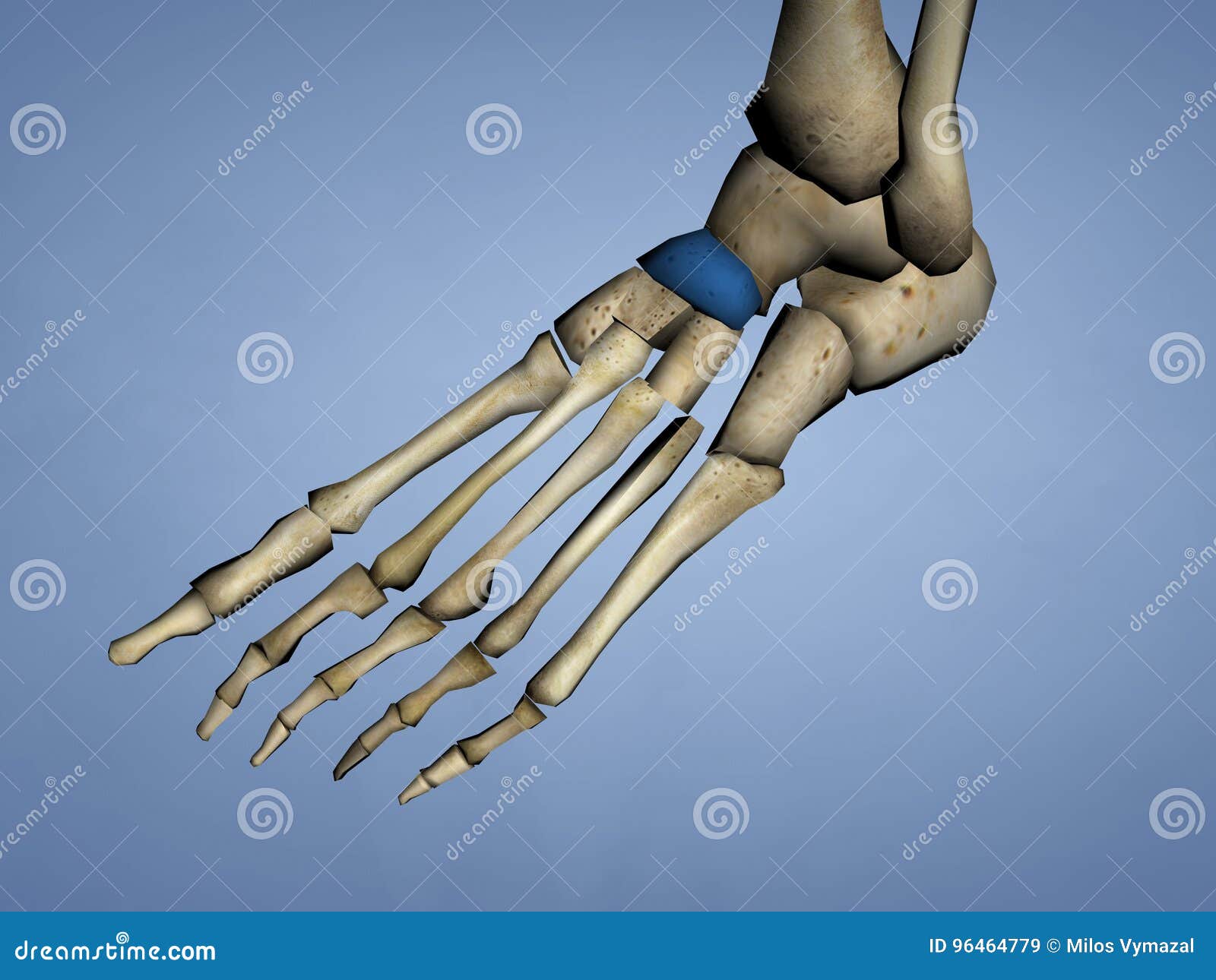 Navicular Bone, 3D Model stock illustration. Illustration of bones ...