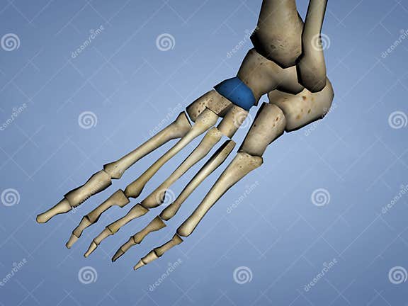 Navicular Bone, 3D Model stock illustration. Illustration of bones ...