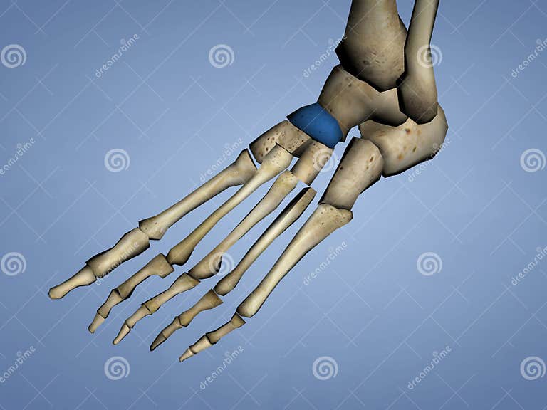Navicular Bone, 3D Model stock illustration. Illustration of bones ...