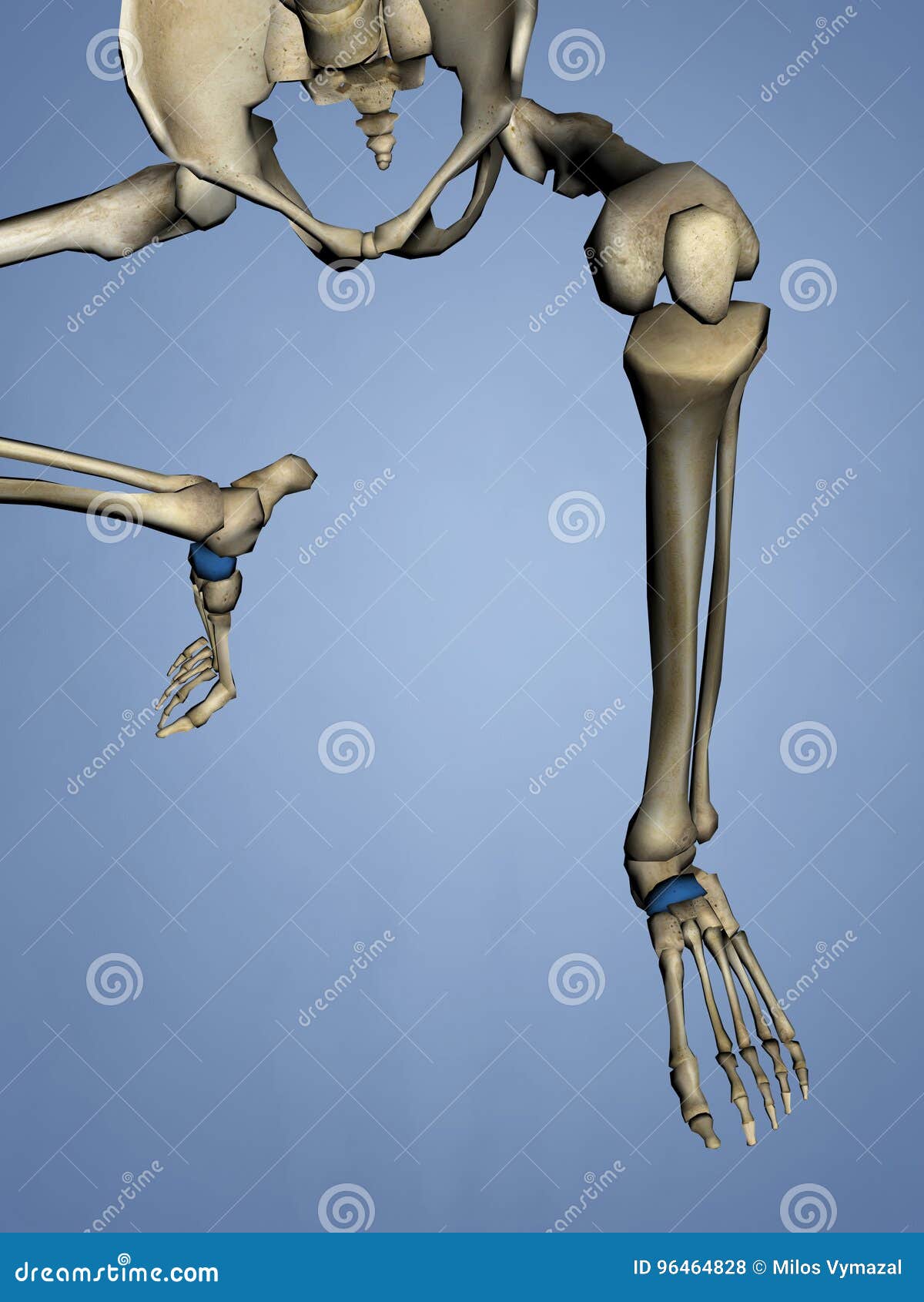 Navicular Bone, 3D Model stock illustration. Illustration of science ...