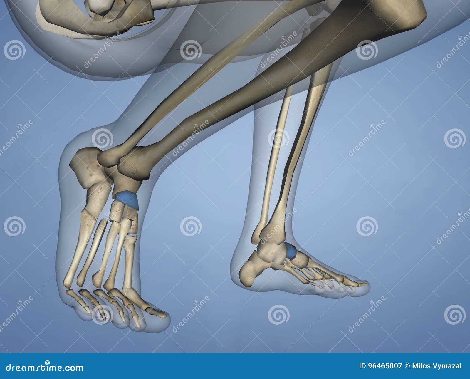 Navicular Bone, 3D Model stock illustration. Illustration of anatomy ...