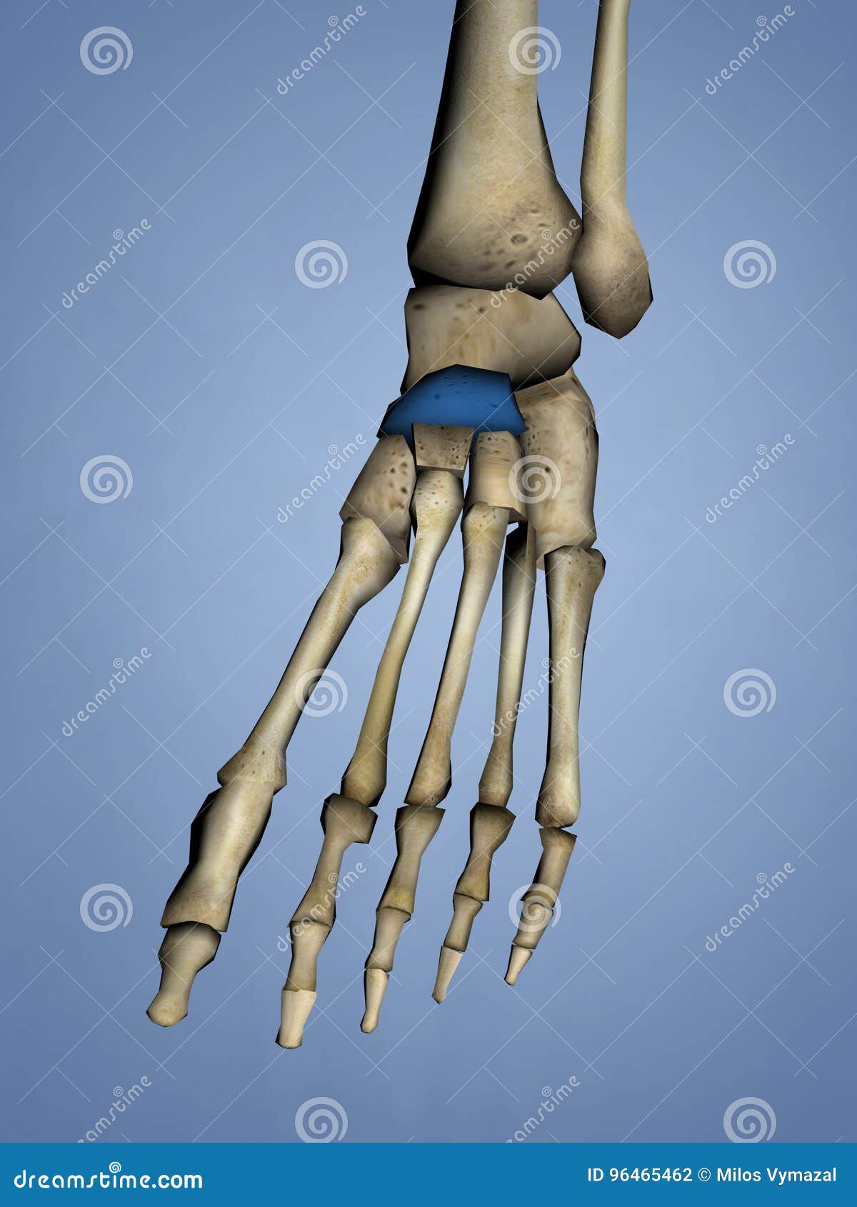 Navicular Bone, 3D Model Stock Photo | CartoonDealer.com #96465462