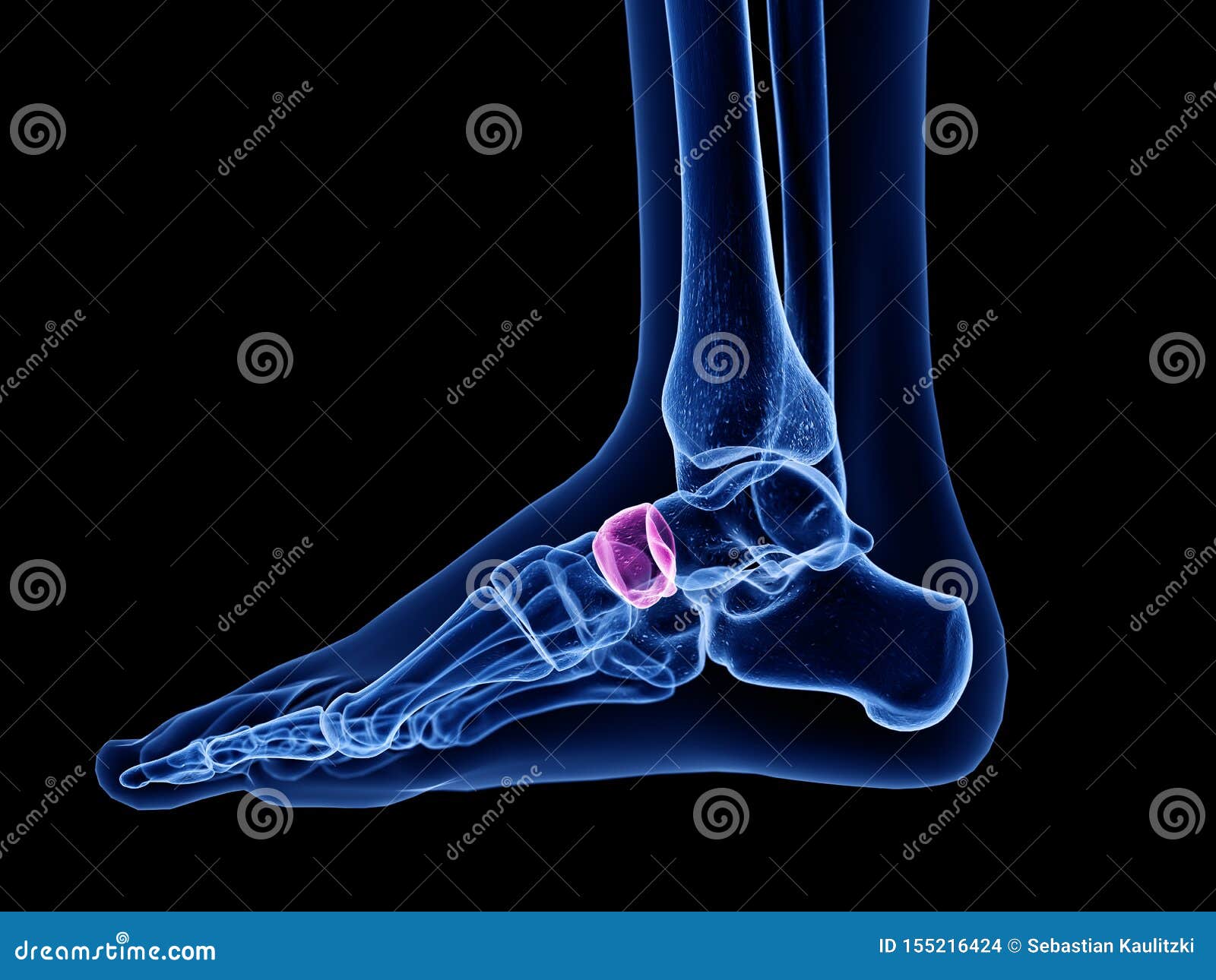 The navicular bone stock illustration. Illustration of biology - 155216424