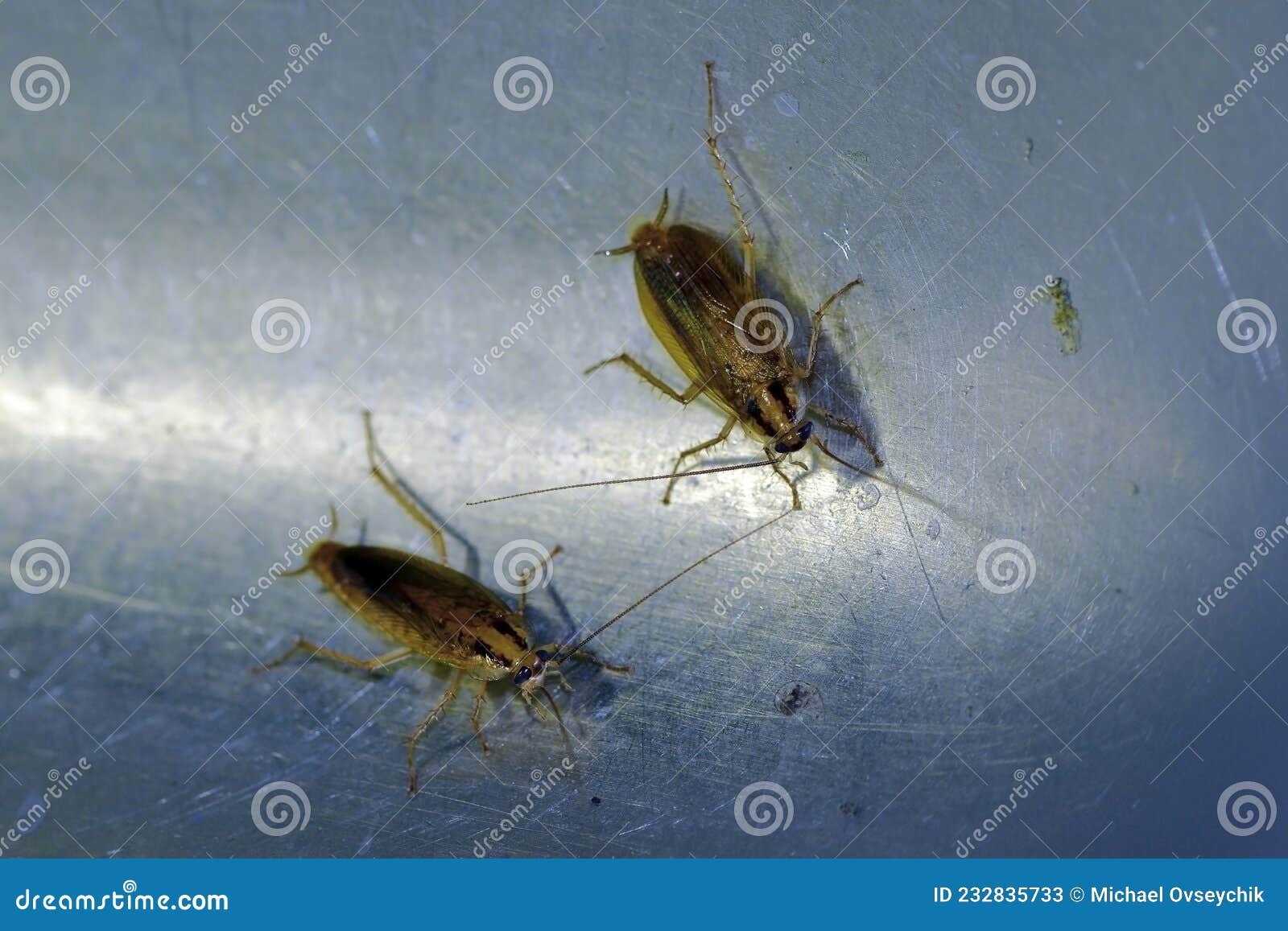 Navigation and Communication System in Insects of Red German ...
