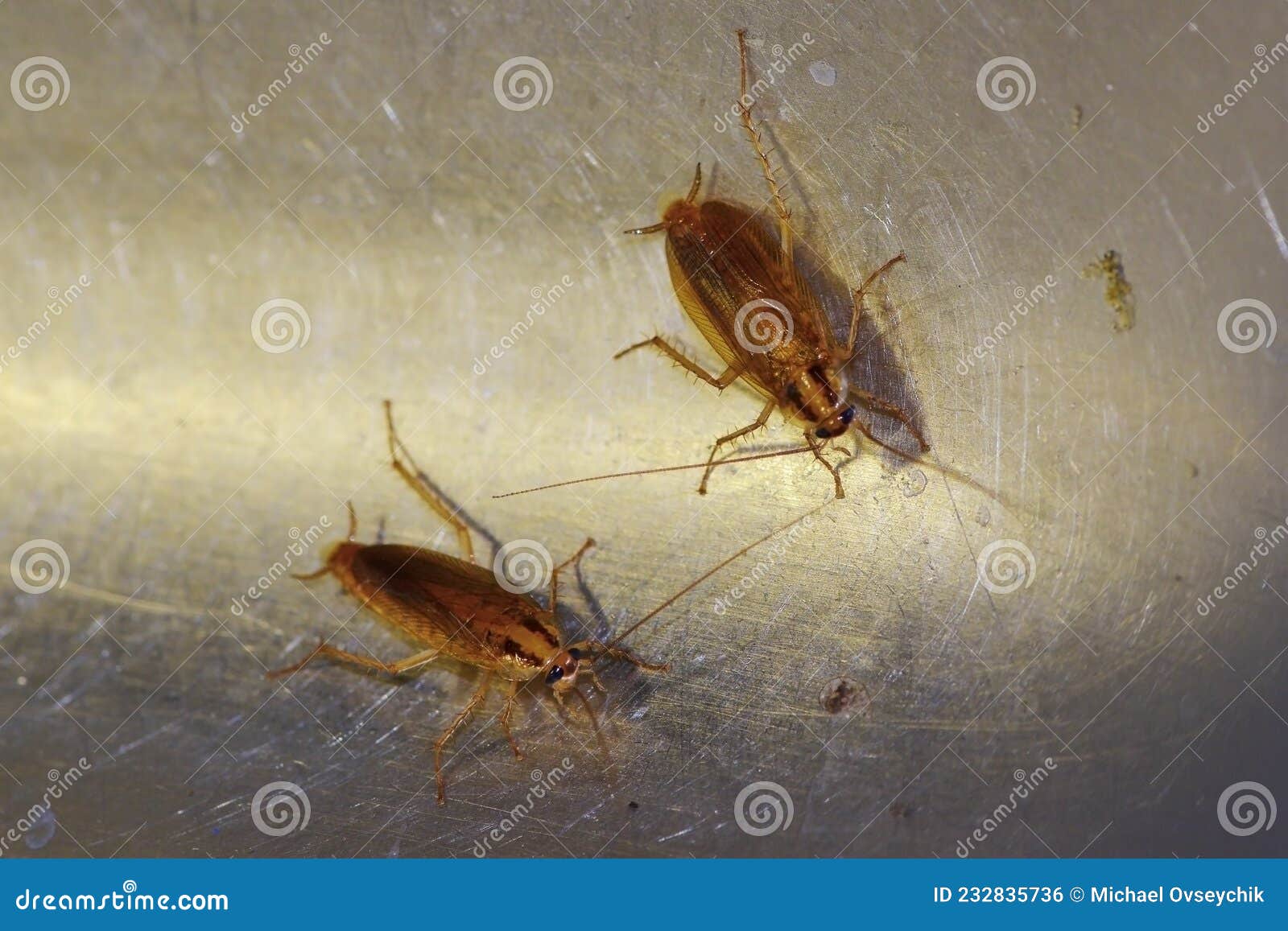 Navigation and Communication System in Insects of Red German ...