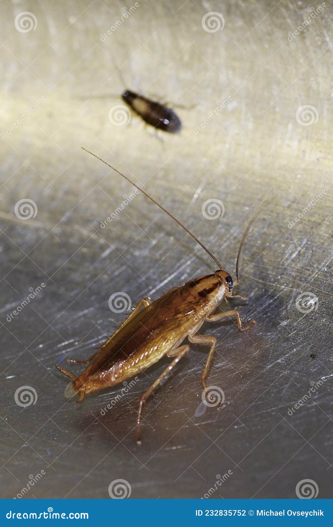 Navigation and Communication System in Insects of Red German ...