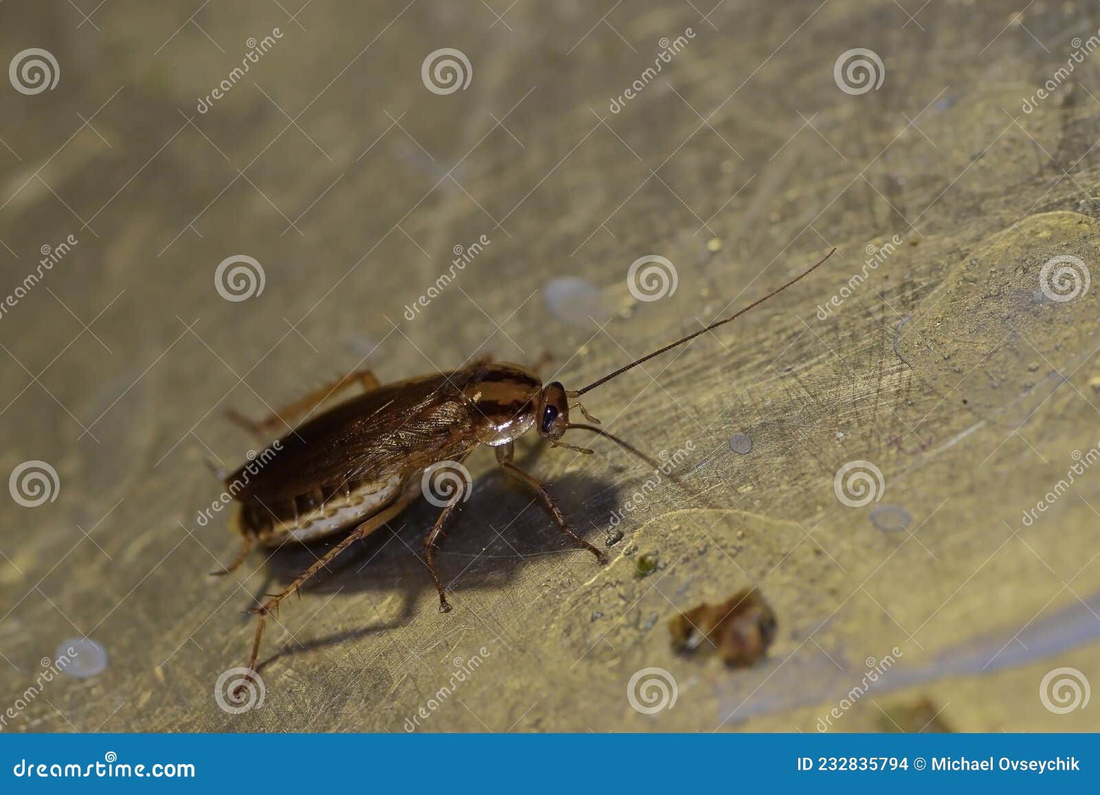 Navigation and Communication System in Insects of Red German ...