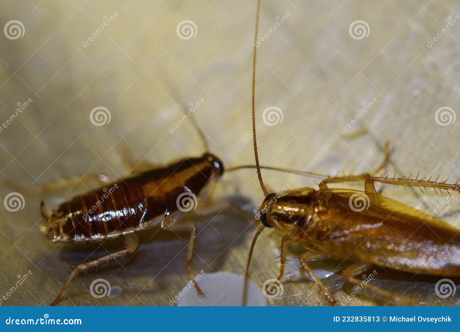 Navigation and Communication System in Insects of Red German ...